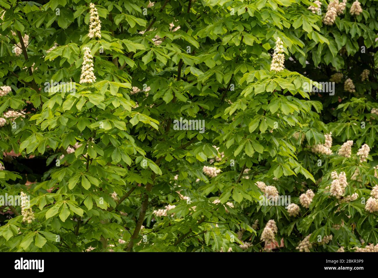 Horse chestnut tree (Aesculus hippocastanum) flowering in spring in the ...