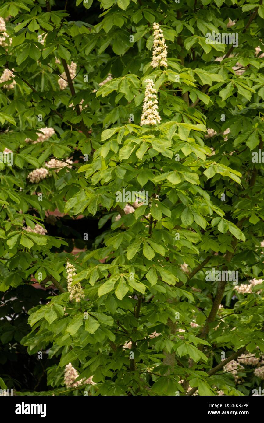 Horse chestnut tree (Aesculus hippocastanum) flowering in spring in the ...