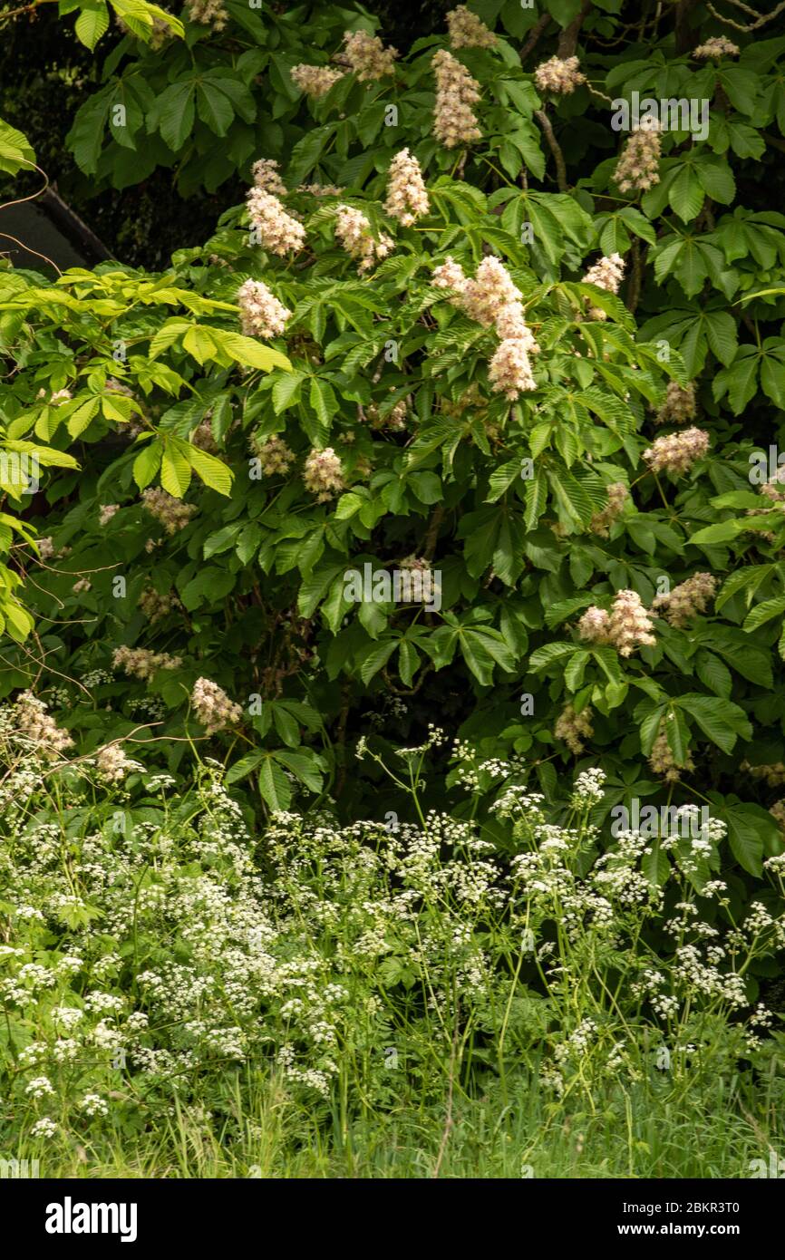 Horse chestnut tree (Aesculus hippocastanum) flowering in spring in the ...