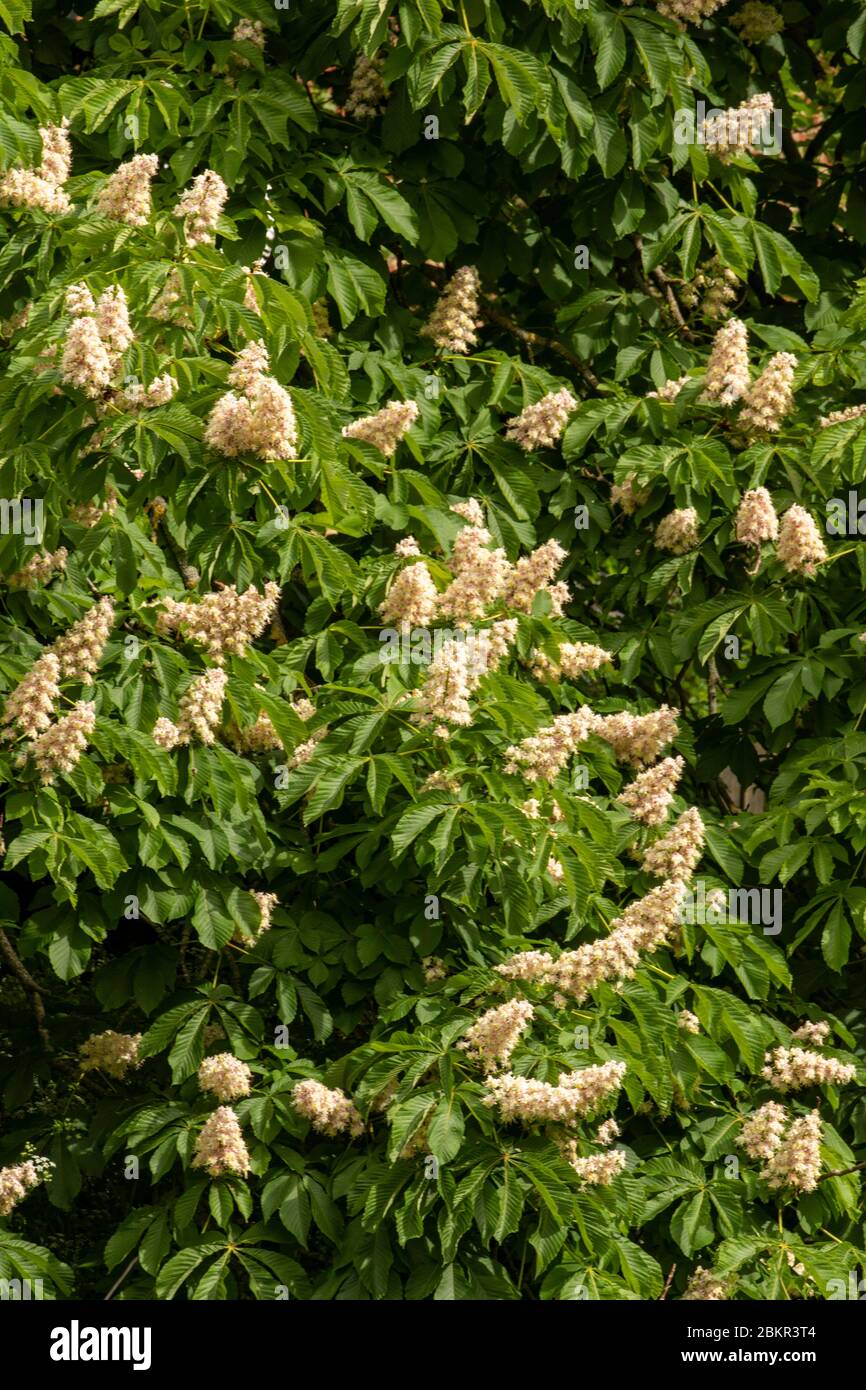 Horse chestnut tree (Aesculus hippocastanum) flowering in spring in the ...
