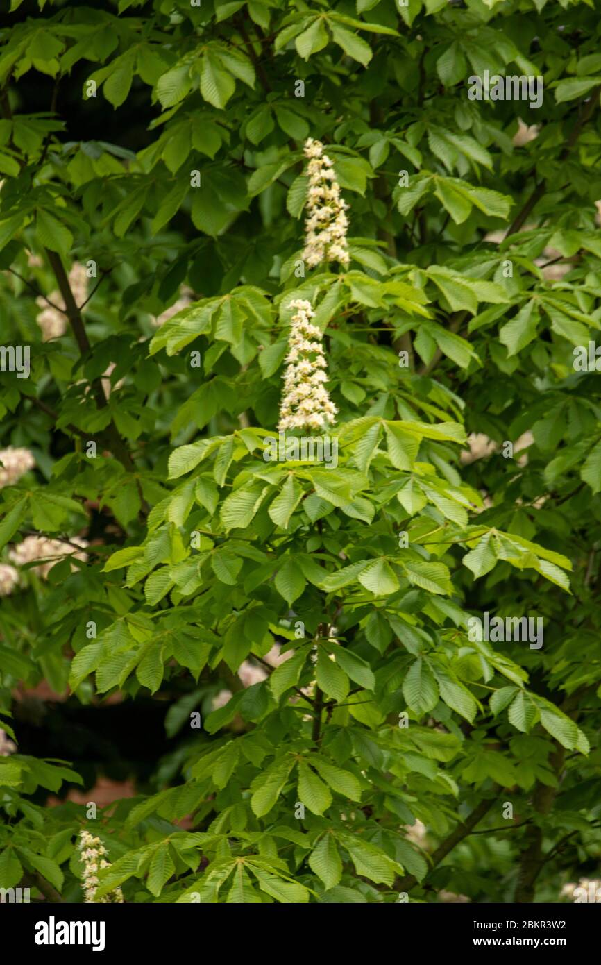 Horse chestnut tree in full flower, spring in England, United Kingdom ...