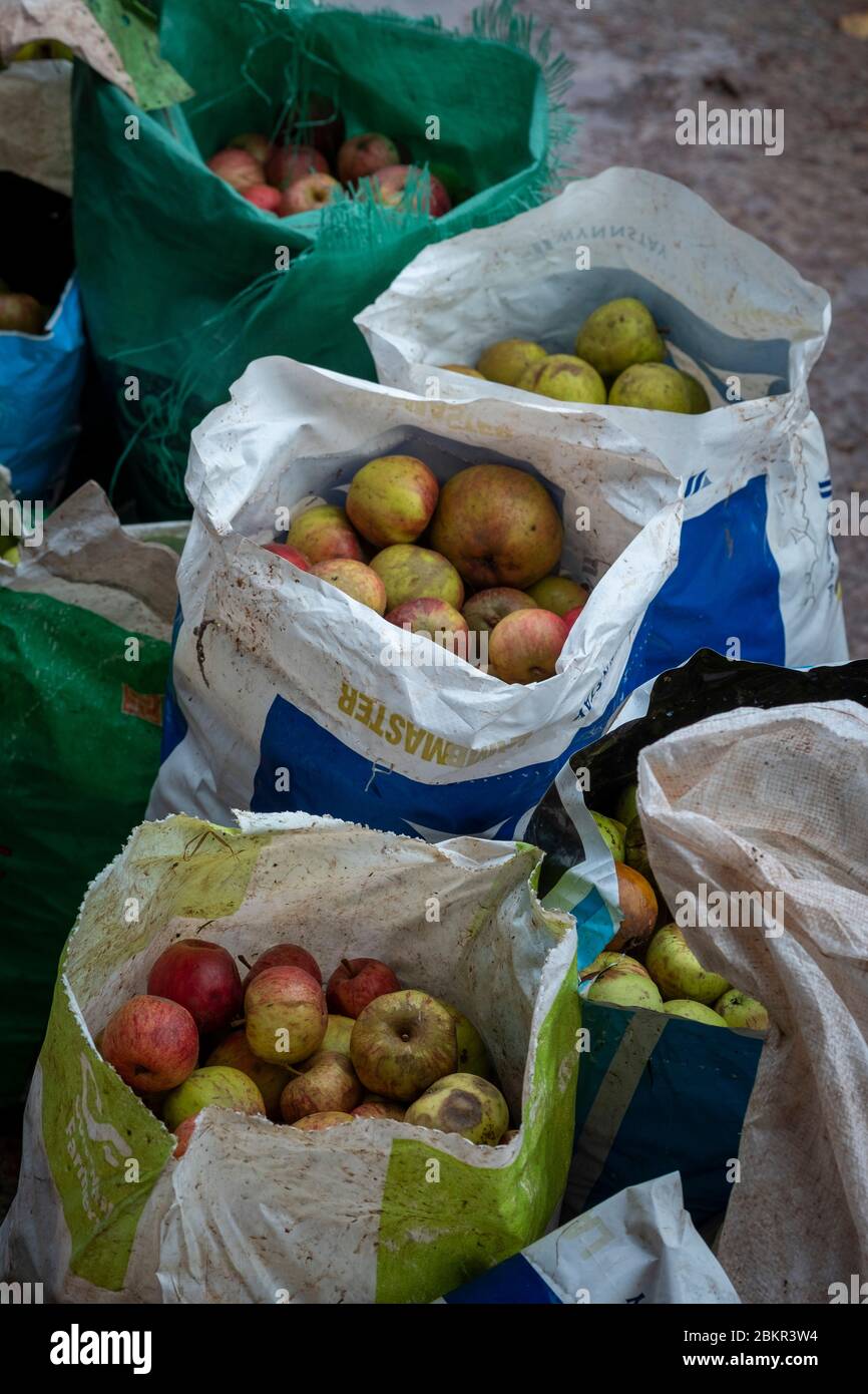 Devon Cider Making High Resolution Stock Photography and Images - Alamy