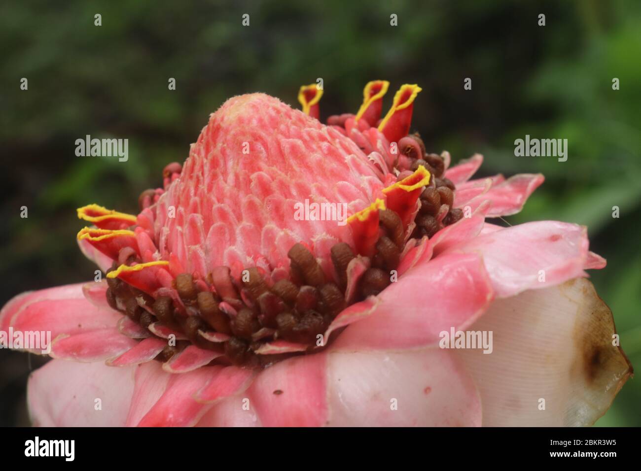 Bunga kantan hi-res stock photography and images - Alamy