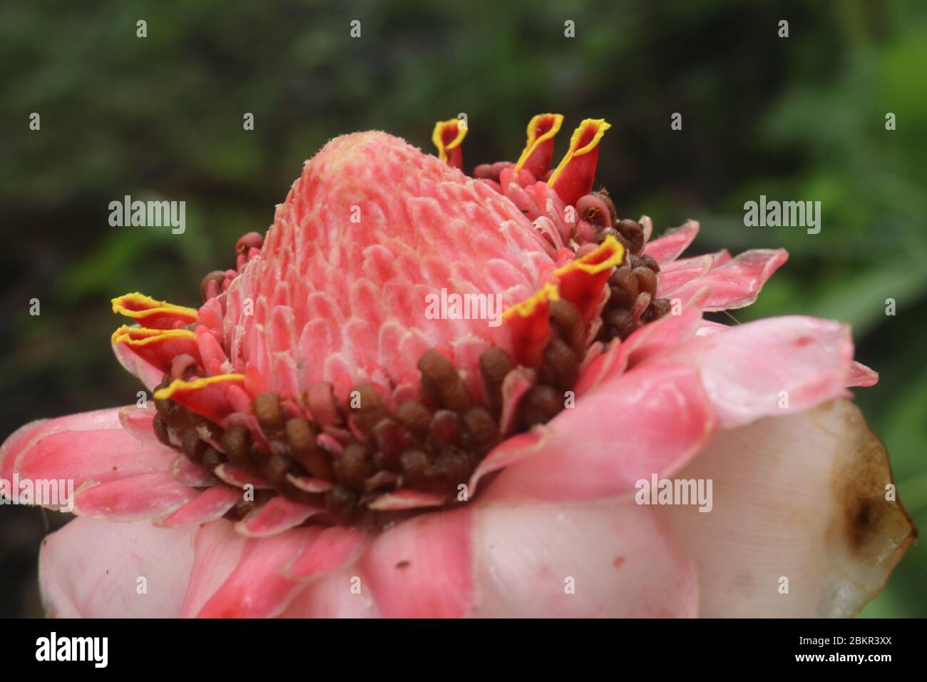 Blooming Etlingera Elatior (combrang, bunga kantan, Philippine wax ...