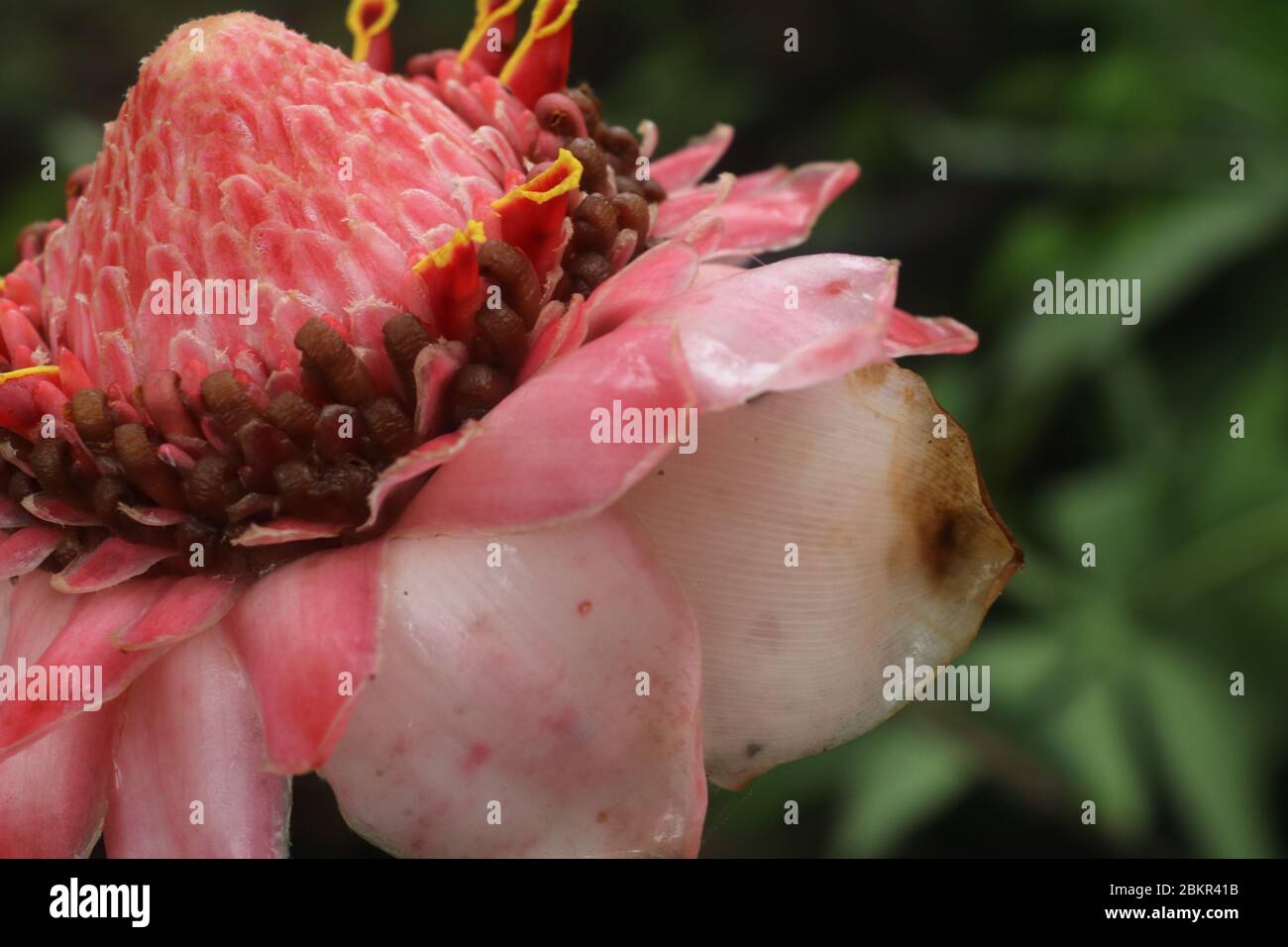 Blooming Etlingera Elatior (combrang, bunga kantan, Philippine wax ...