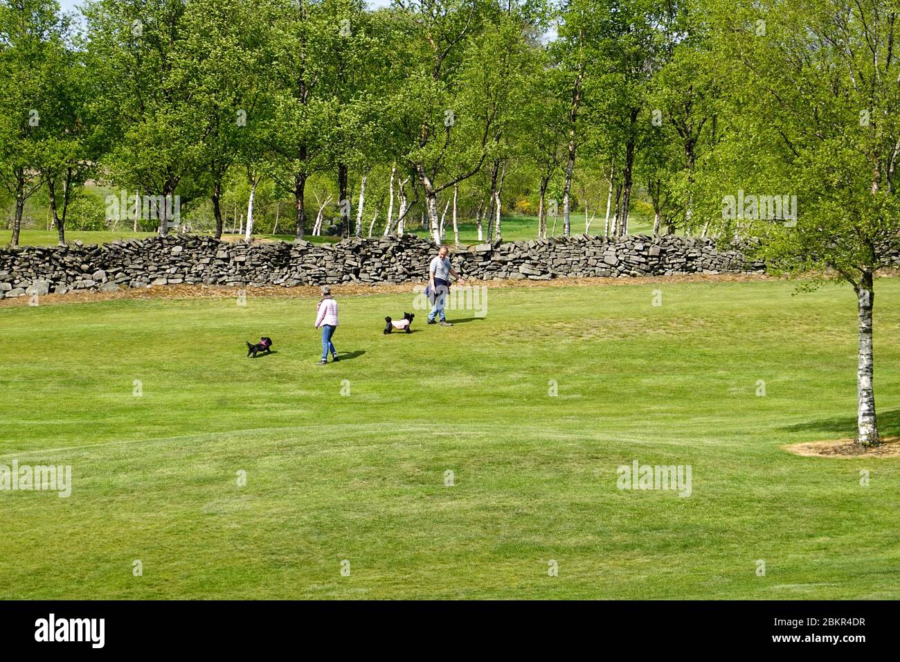 Walkers go across the public path on New Mills Golf Course Stock Photo ...