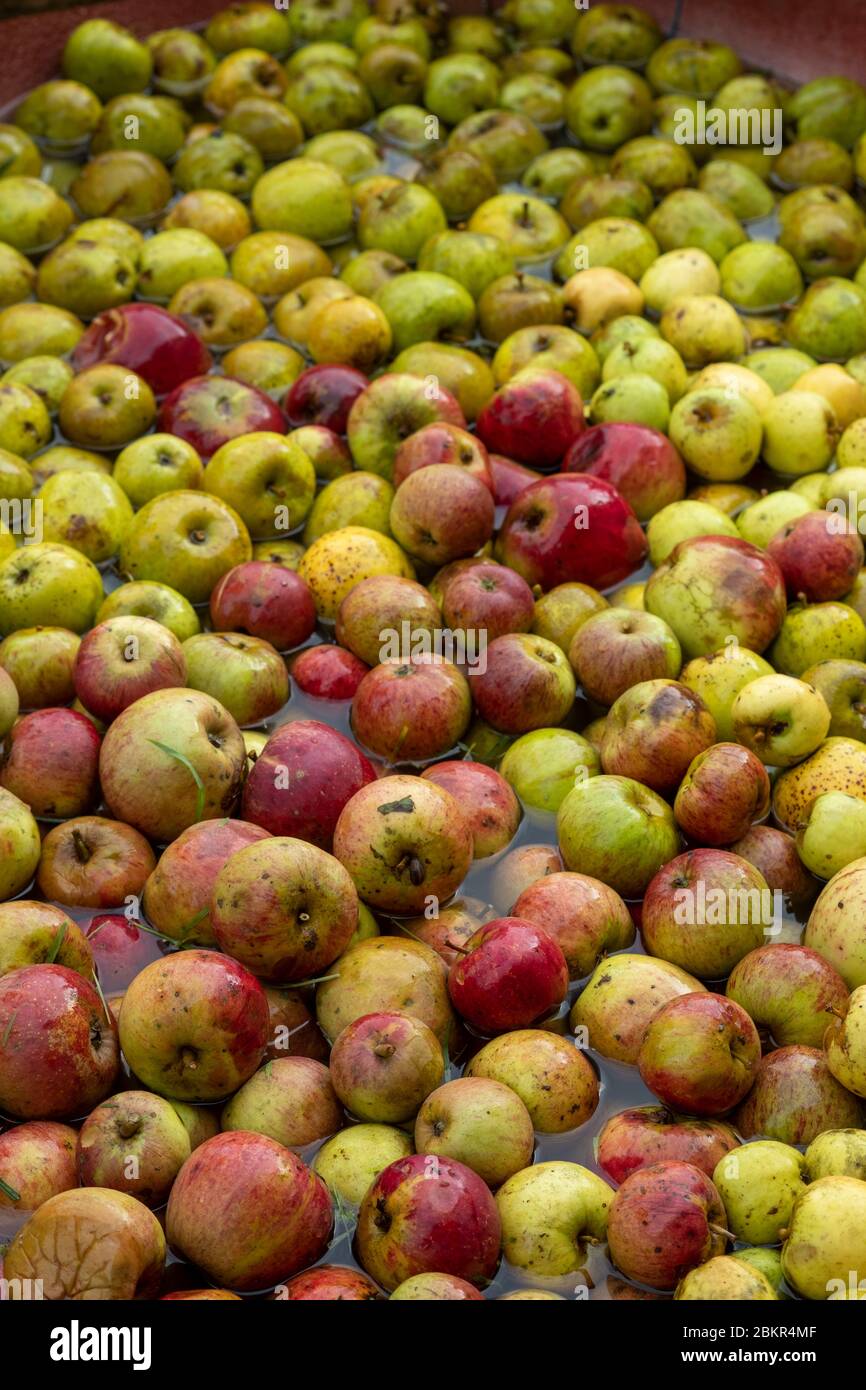 Traditional devon cider making hi-res stock photography and images - Alamy