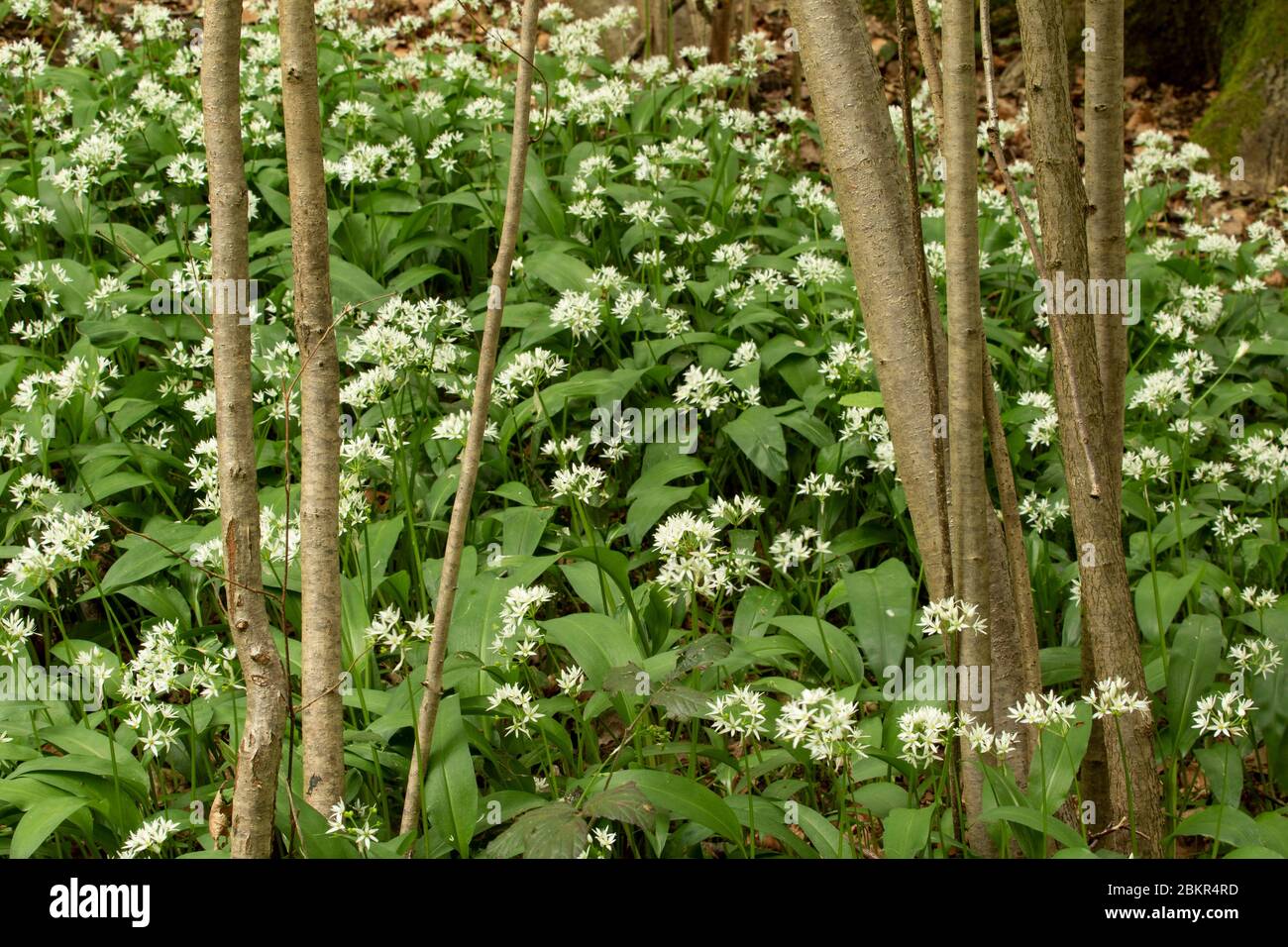 Ancient woodland indicator kingdom hi-res stock photography and images ...
