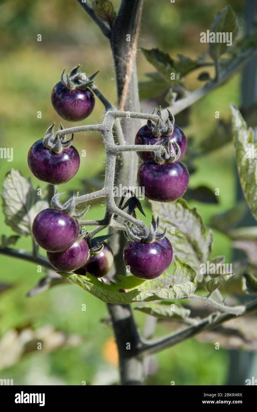 Tomato indigo blue Stock Photo - Alamy