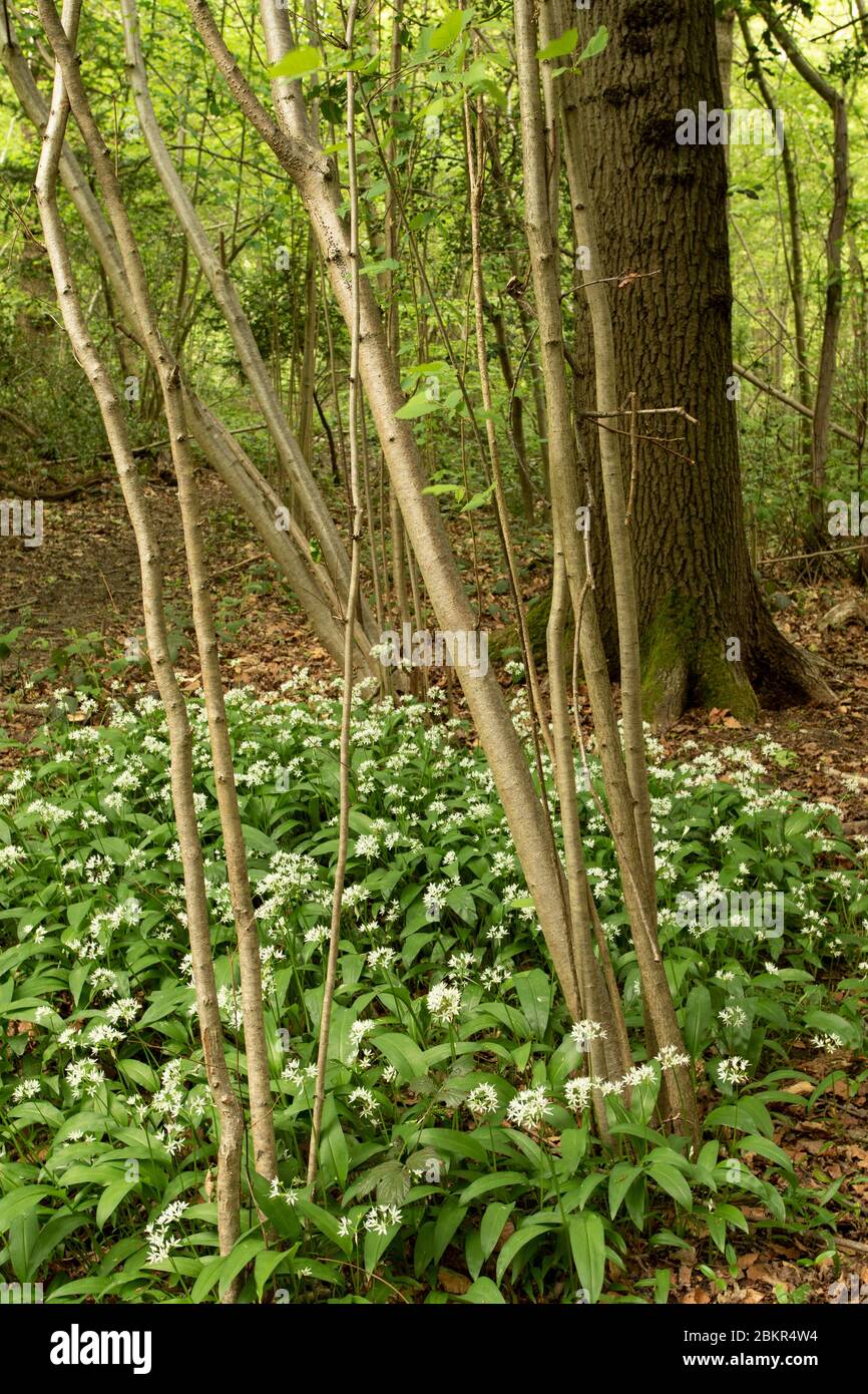 Ransom (Allium or wild garlic), growing in Greater London, woodland in ...