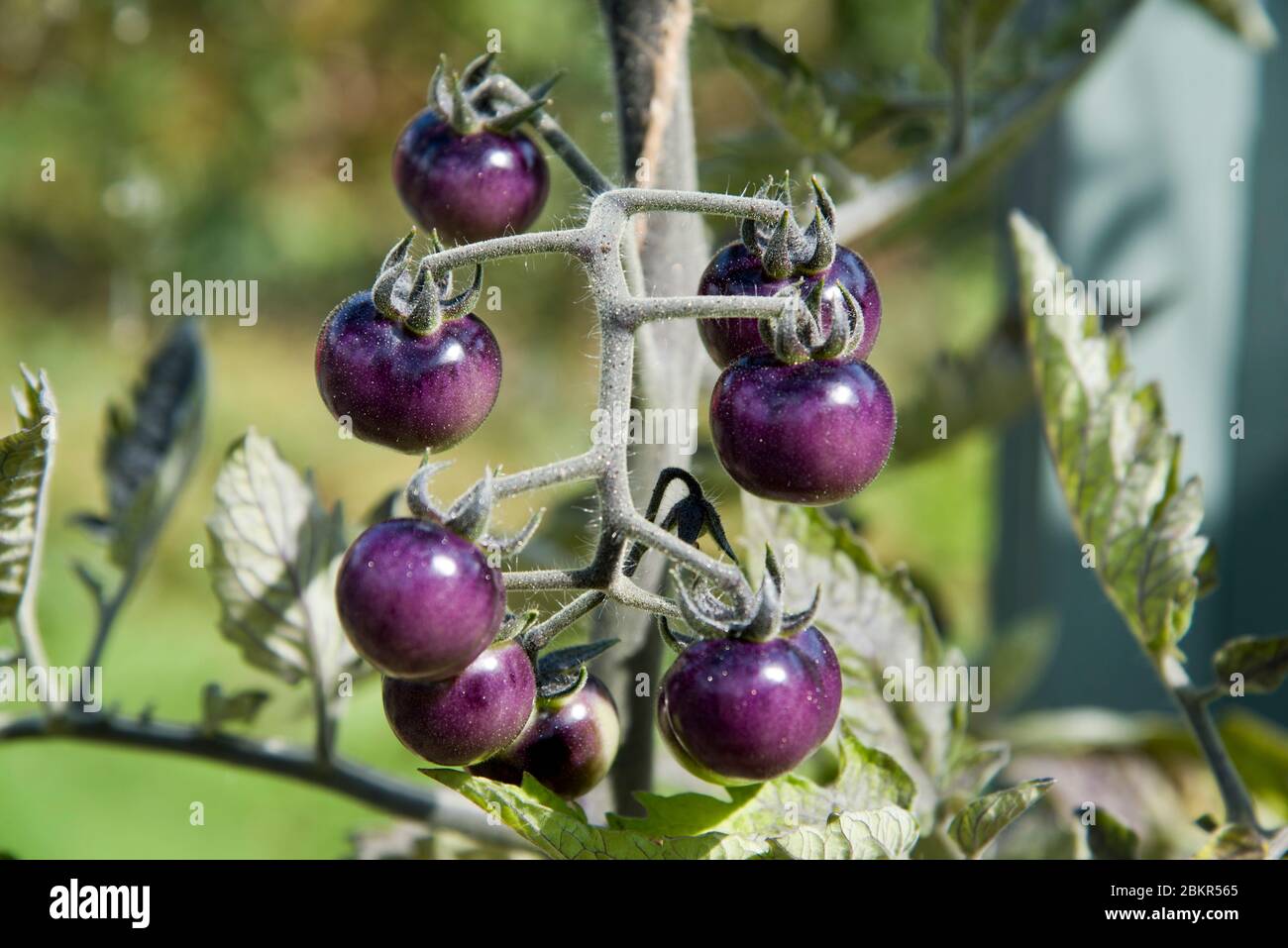 Tomato indigo blue Stock Photo - Alamy