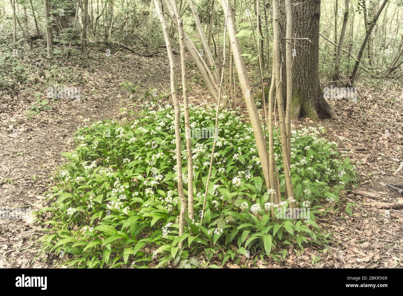 Bite indicator hi-res stock photography and images - Alamy