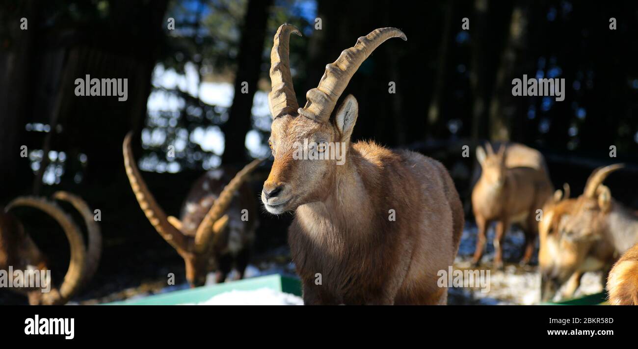 The merlet animal park hi-res stock photography and images - Alamy