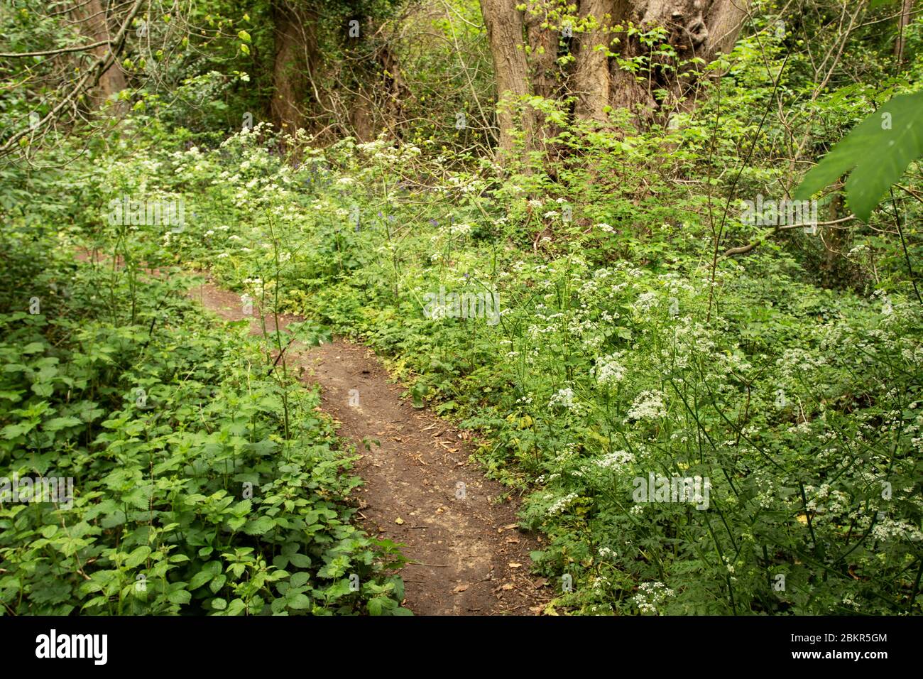Woodland path in spring, Surrey, England, United Kingdom, Europe Stock ...