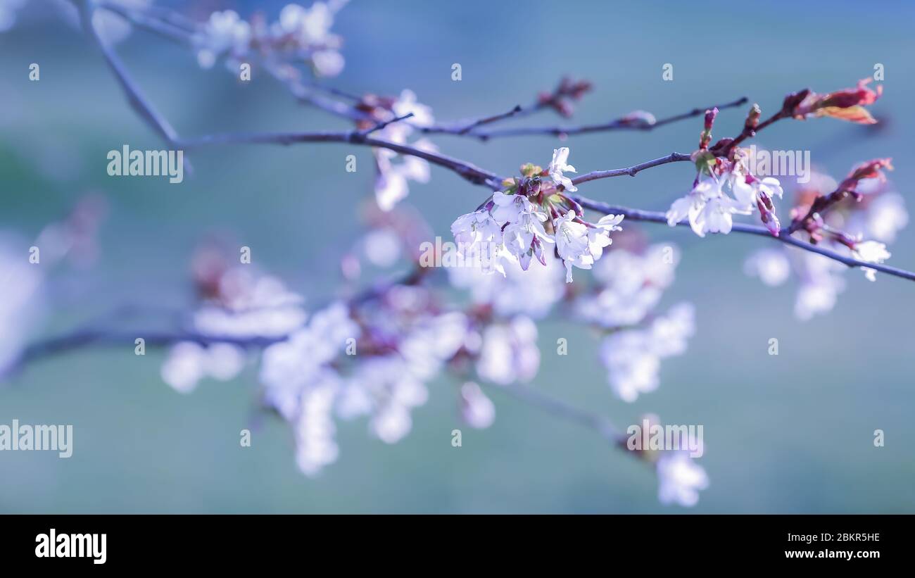 Prunus nipponica hi-res stock photography and images - Alamy