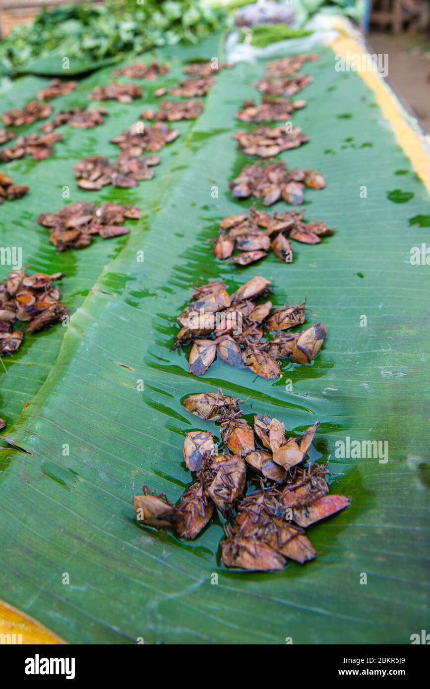 Laos, Luang Prabang city classified UNESCO world heritage, insects sold ...