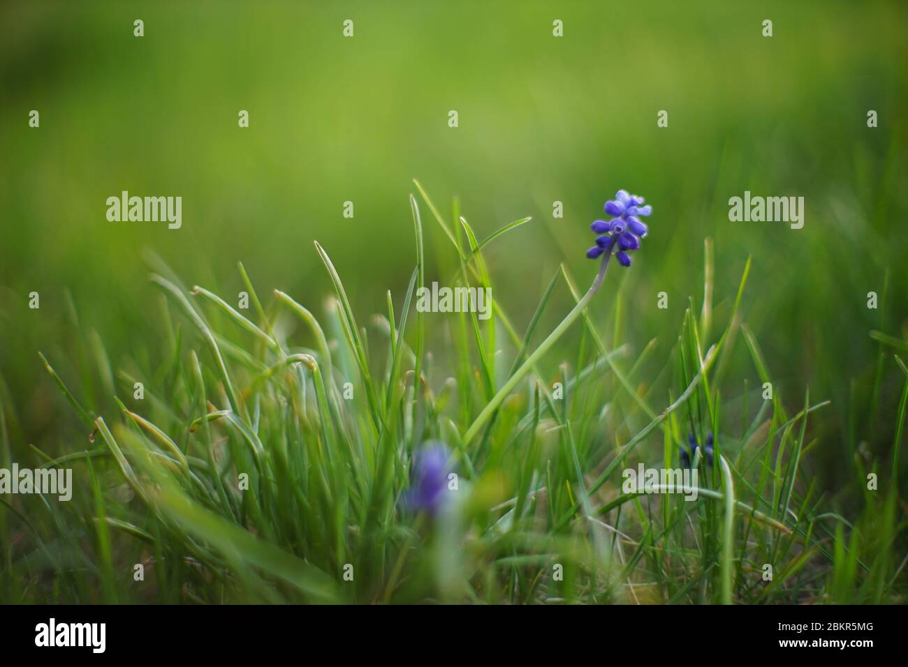 Spring flower blue hyacinth hi-res stock photography and images - Alamy