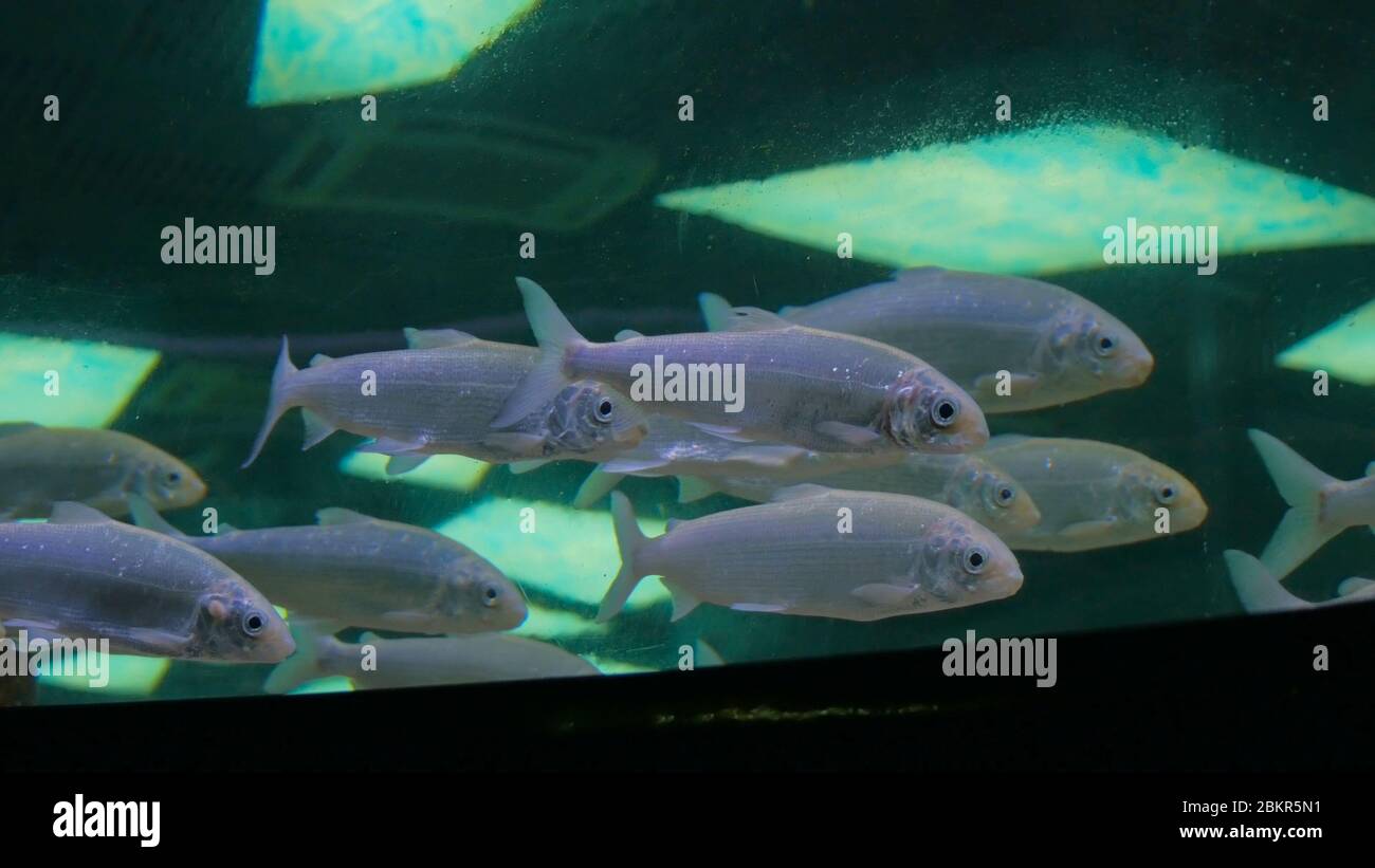 Shoal of silver fishes swimming in huge aquarium. Entertaiment concept ...