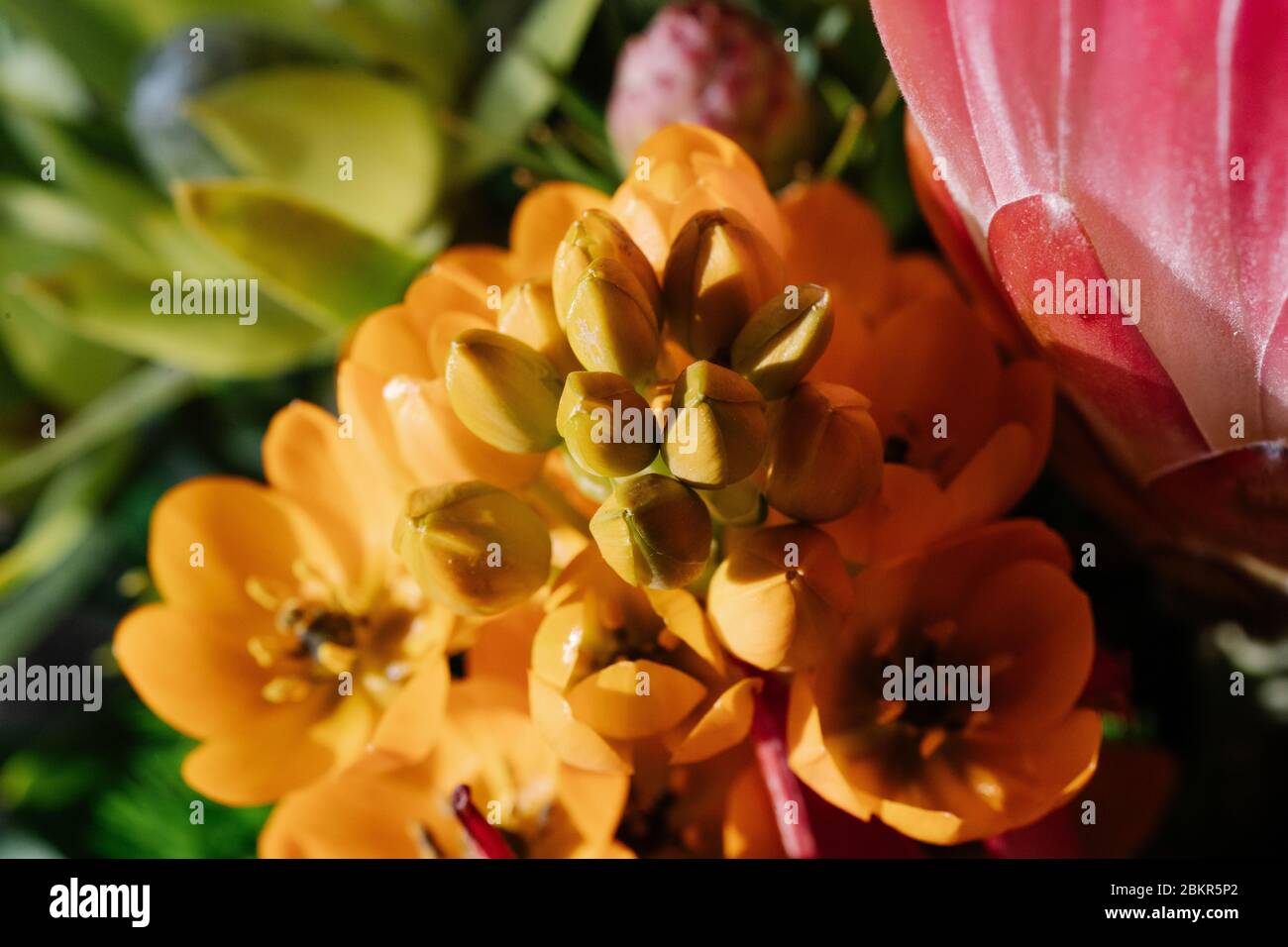 Macro photography of flower buds that make up a beautiful colorful ...