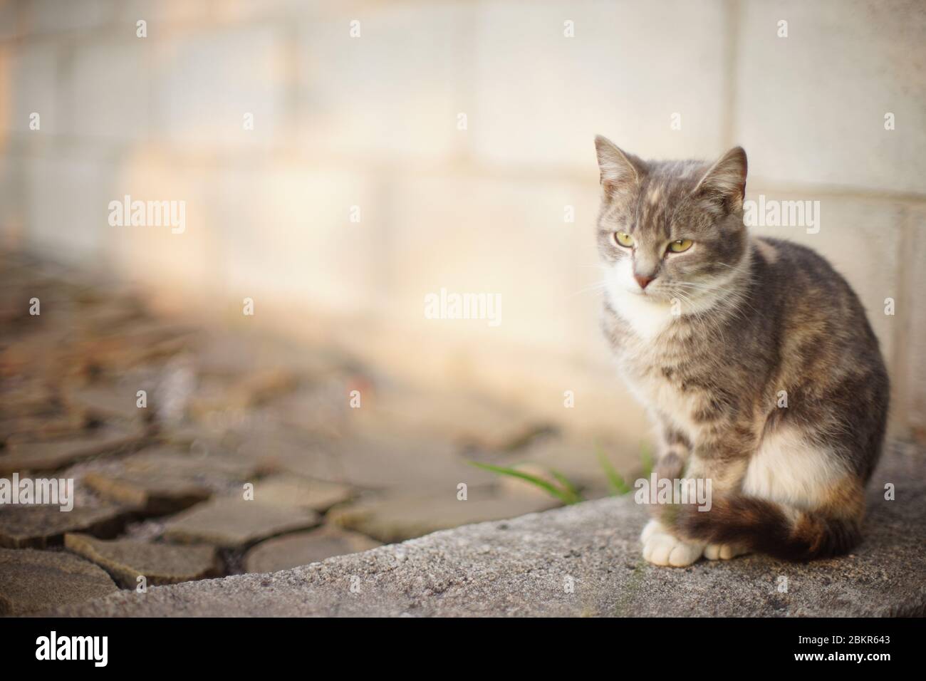 Ash cat hi-res stock photography and images - Alamy