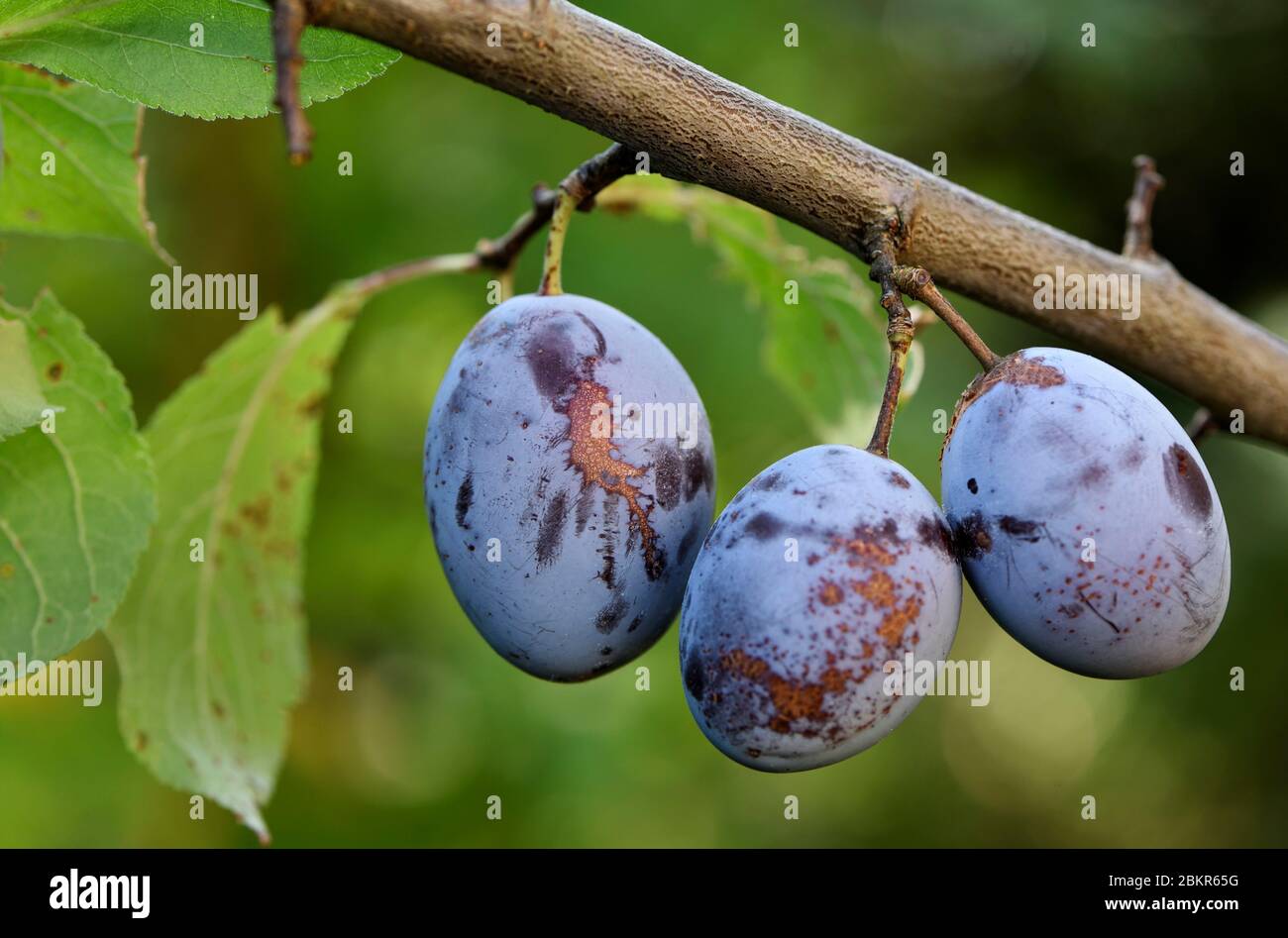 France, Territoire de Belfort, Belfort, orchard, Plum Quetsche of ...