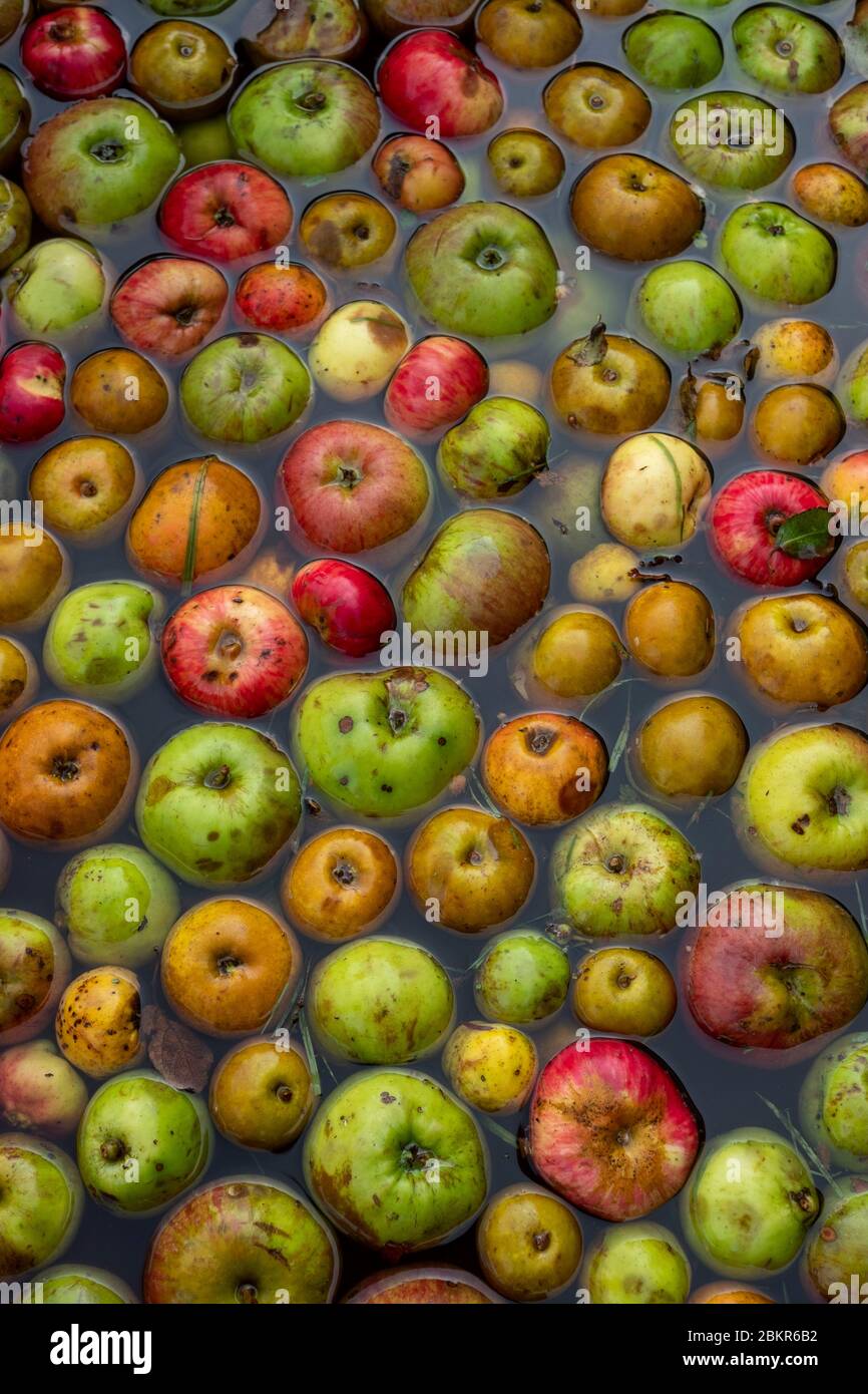 Traditional devon cider making hi-res stock photography and images - Alamy