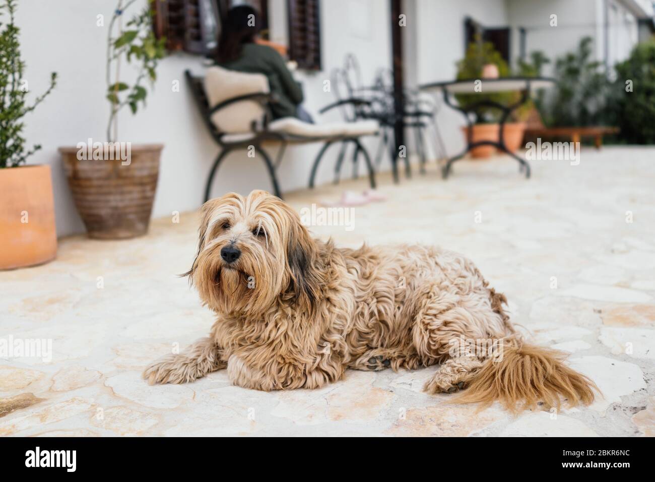 Cute dog on a terrace Stock Photo - Alamy