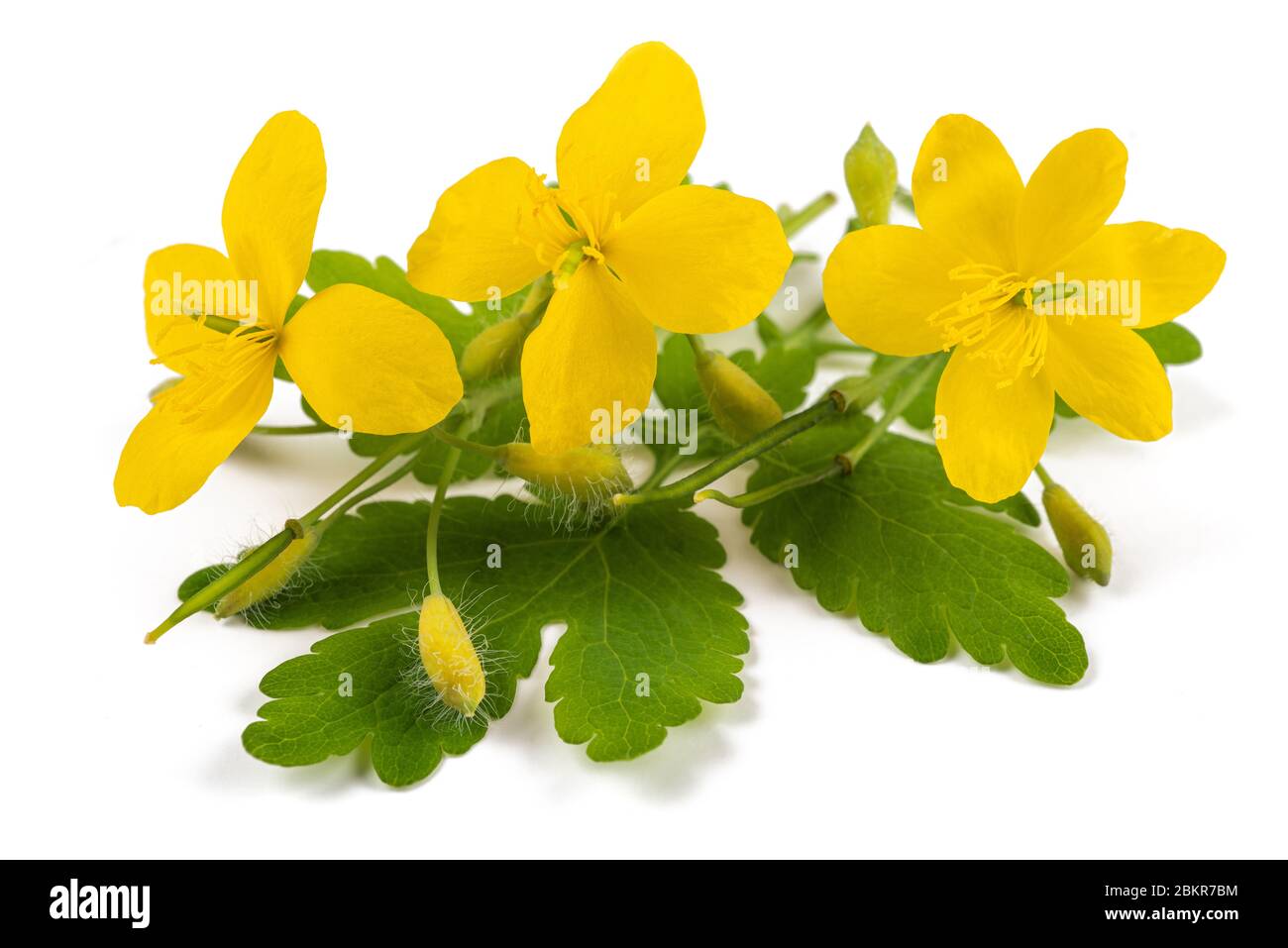 Swallowwort celandine chelidonium majus hi-res stock photography and ...