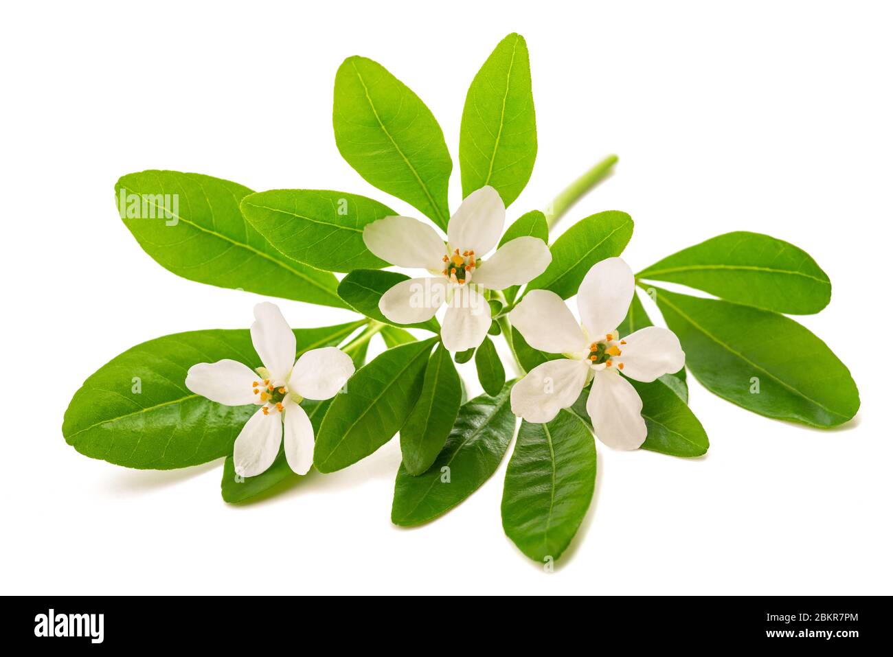 Choisya ternata mexican orange blossom Cut Out Stock Images & Pictures ...