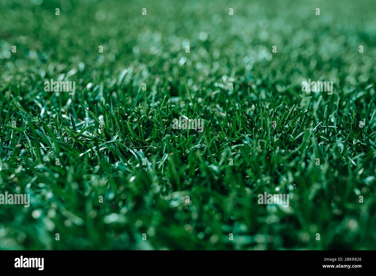 Lush green lawn in a trendy color look, sports turf, soccer turf ...