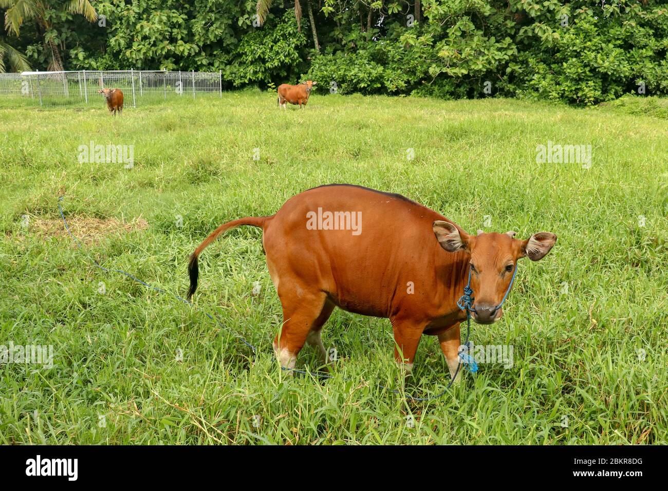 Brown cow standing in green field and defecate into tall grass. Young ...