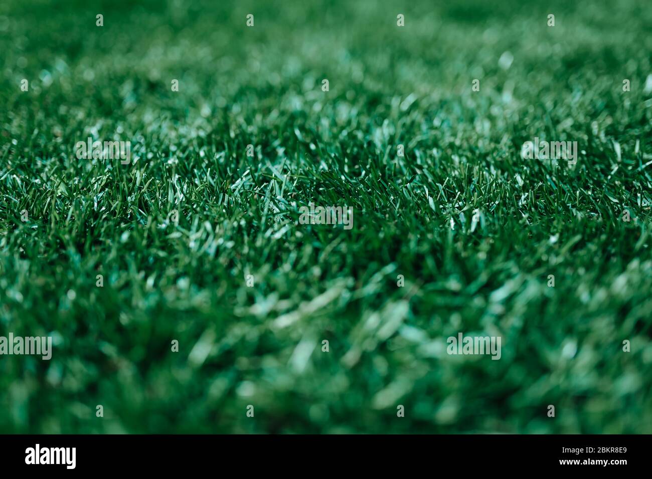 Lush green lawn in a trendy color look, sports turf, soccer turf ...