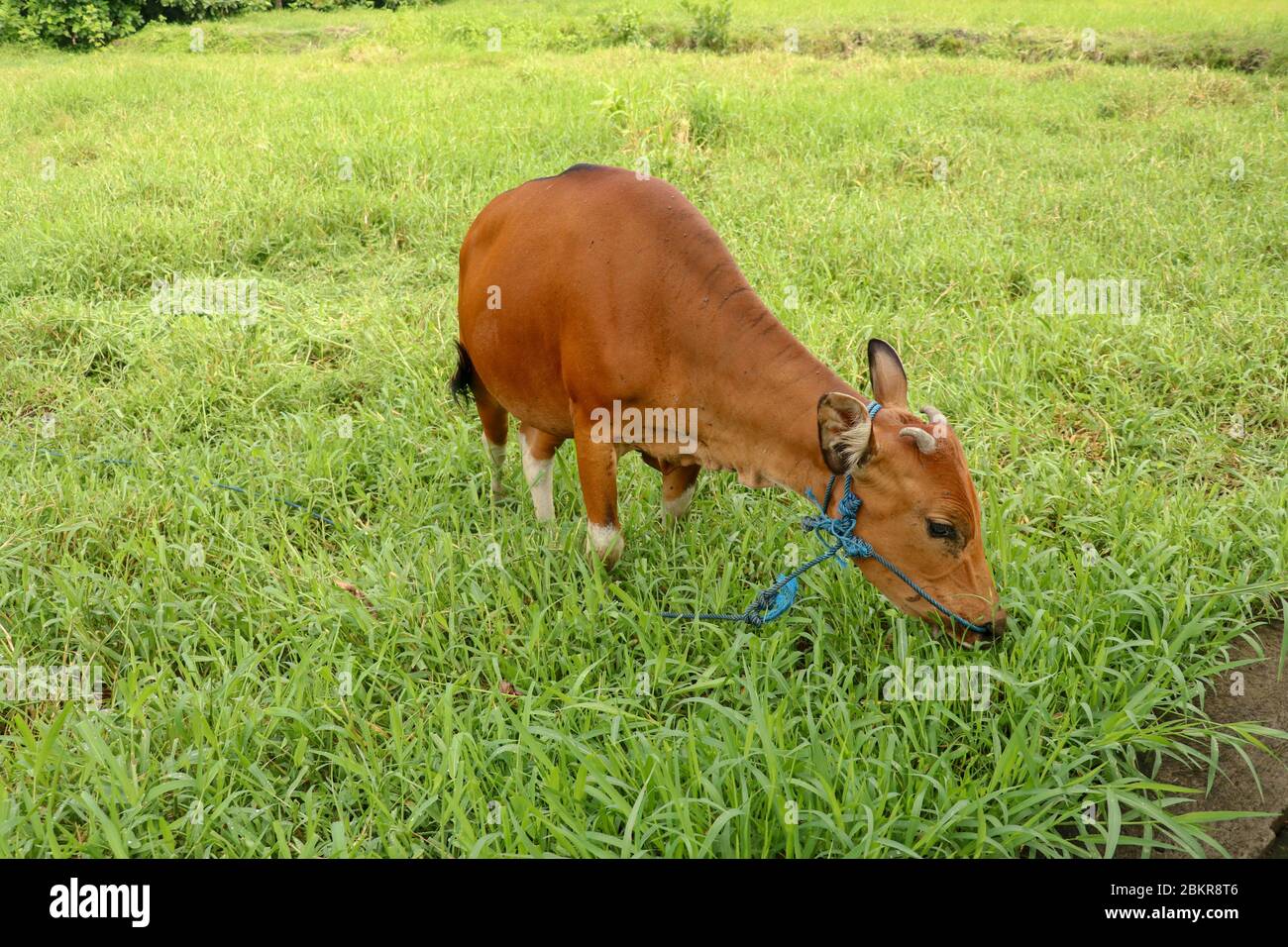 Black white cow tied up hi-res stock photography and images - Alamy