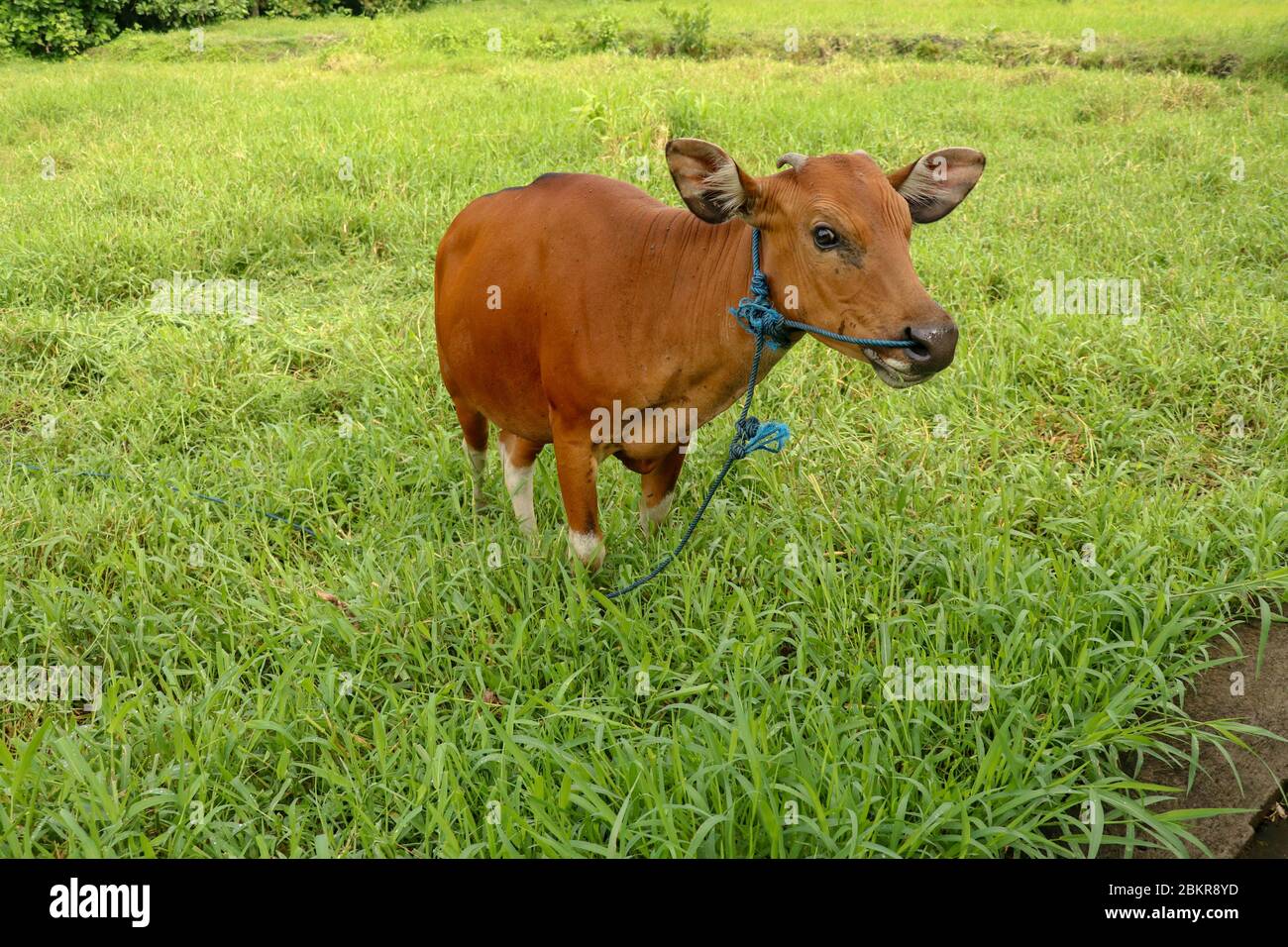 Black white cow tied up hi-res stock photography and images - Alamy