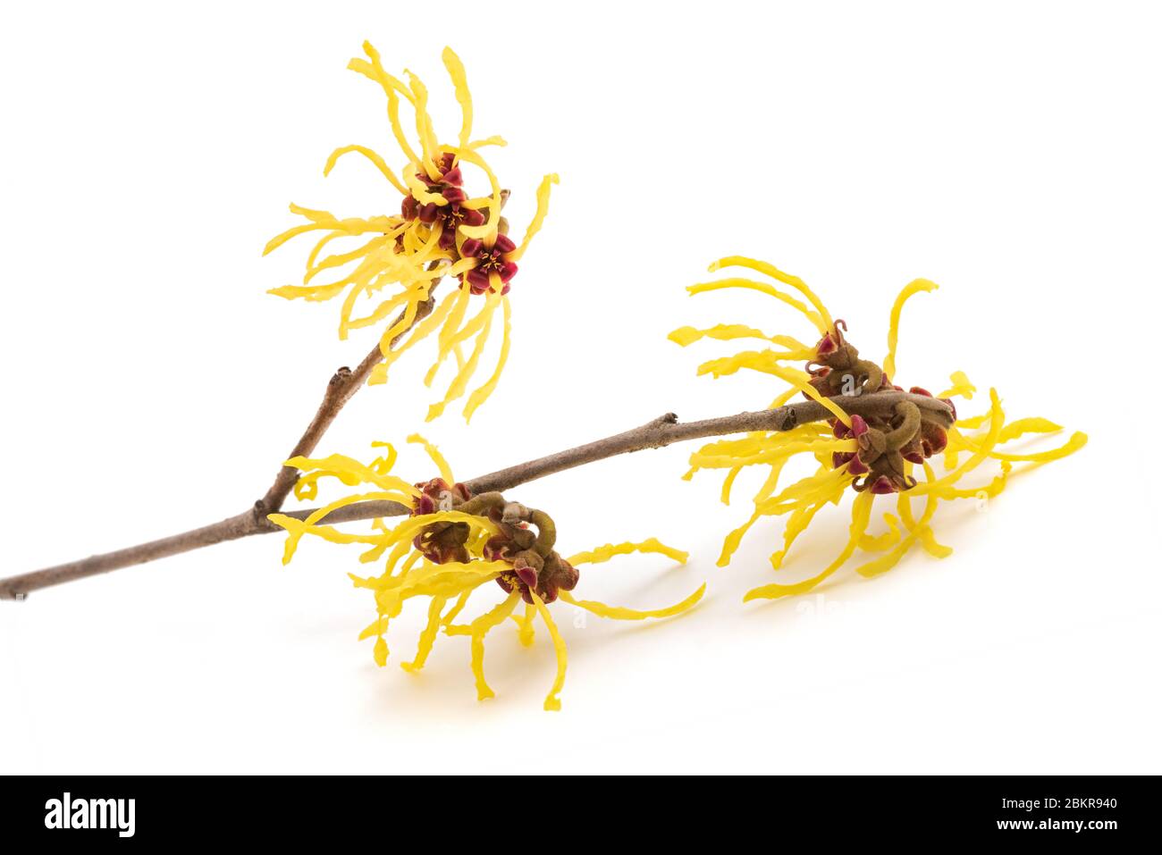 American witch hazel flower isolated on white background Stock Photo ...