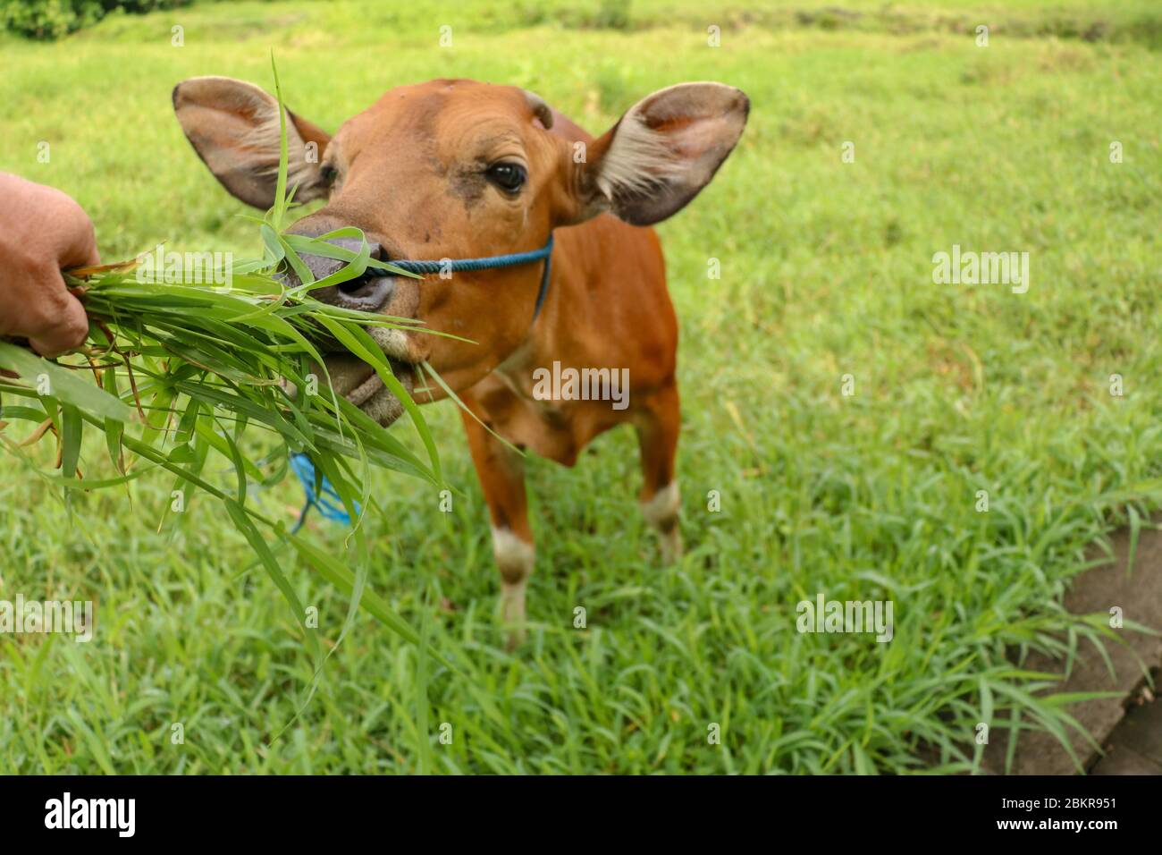 A man feeds a brown cow lying on a field with tall grass. Young heifer ...