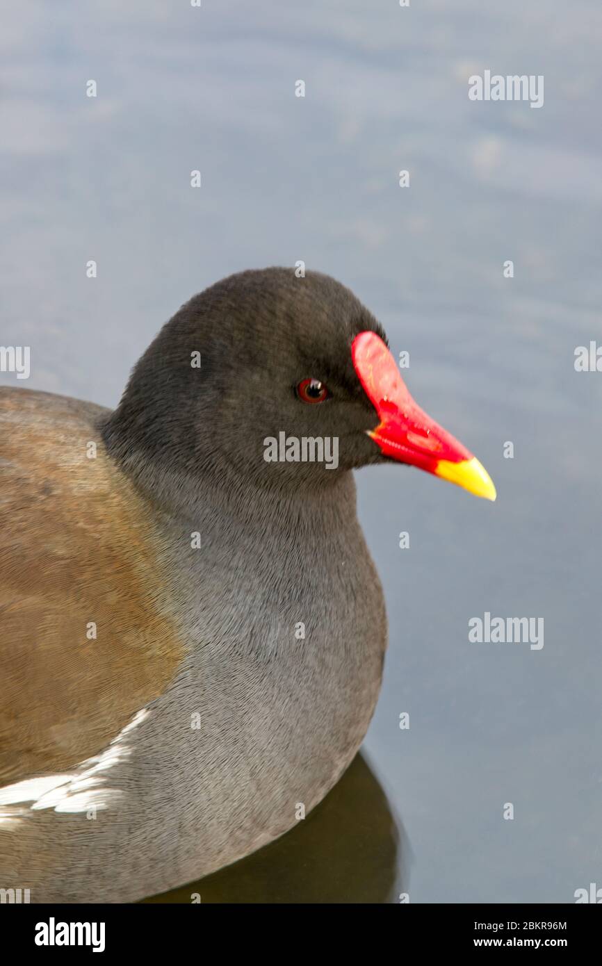 Common Moorhen (Gallinula chloropus), The Serpentine, Kensington ...