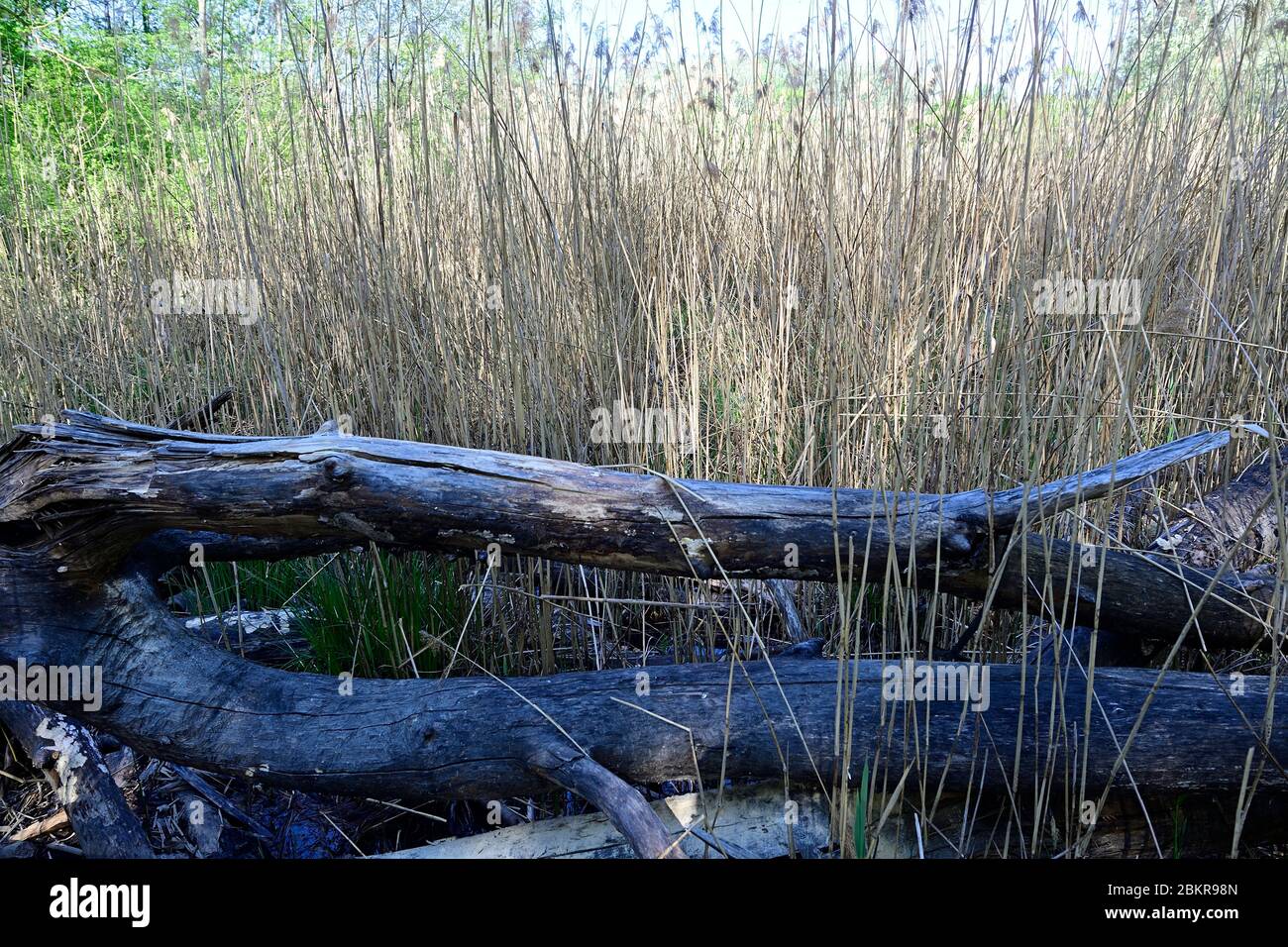Donau auen national park hi-res stock photography and images - Alamy