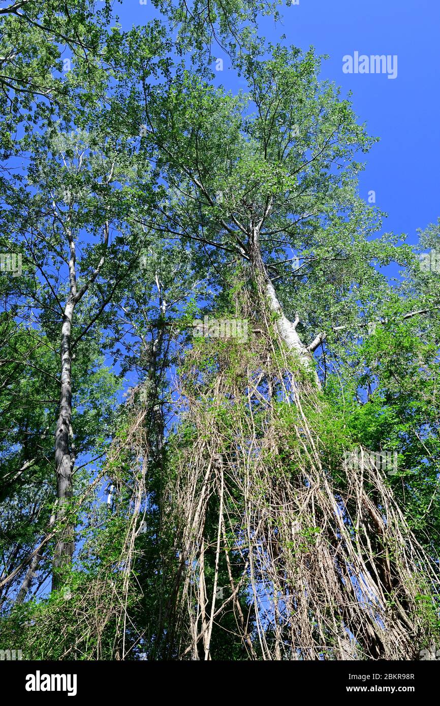 Recreation area donau auen hi-res stock photography and images - Alamy
