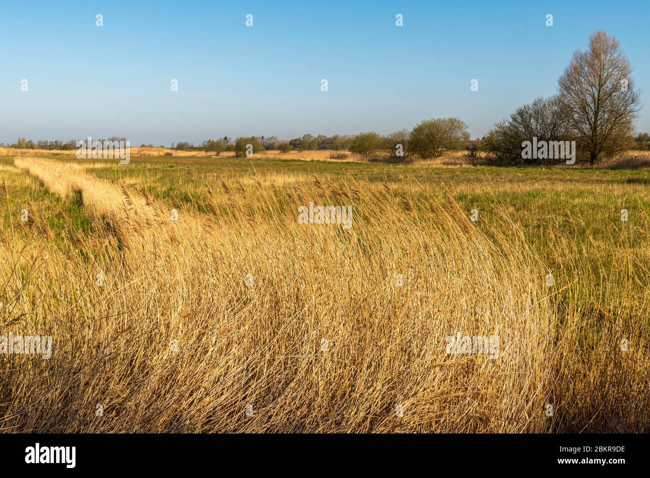 France, Somme (80), Baie de Somme, Noyelles-sur-mer, Prairies and ...