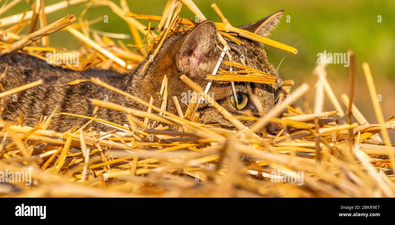 France, Somme (80), Marcheville, Cat (Minette) in the garden playing ...