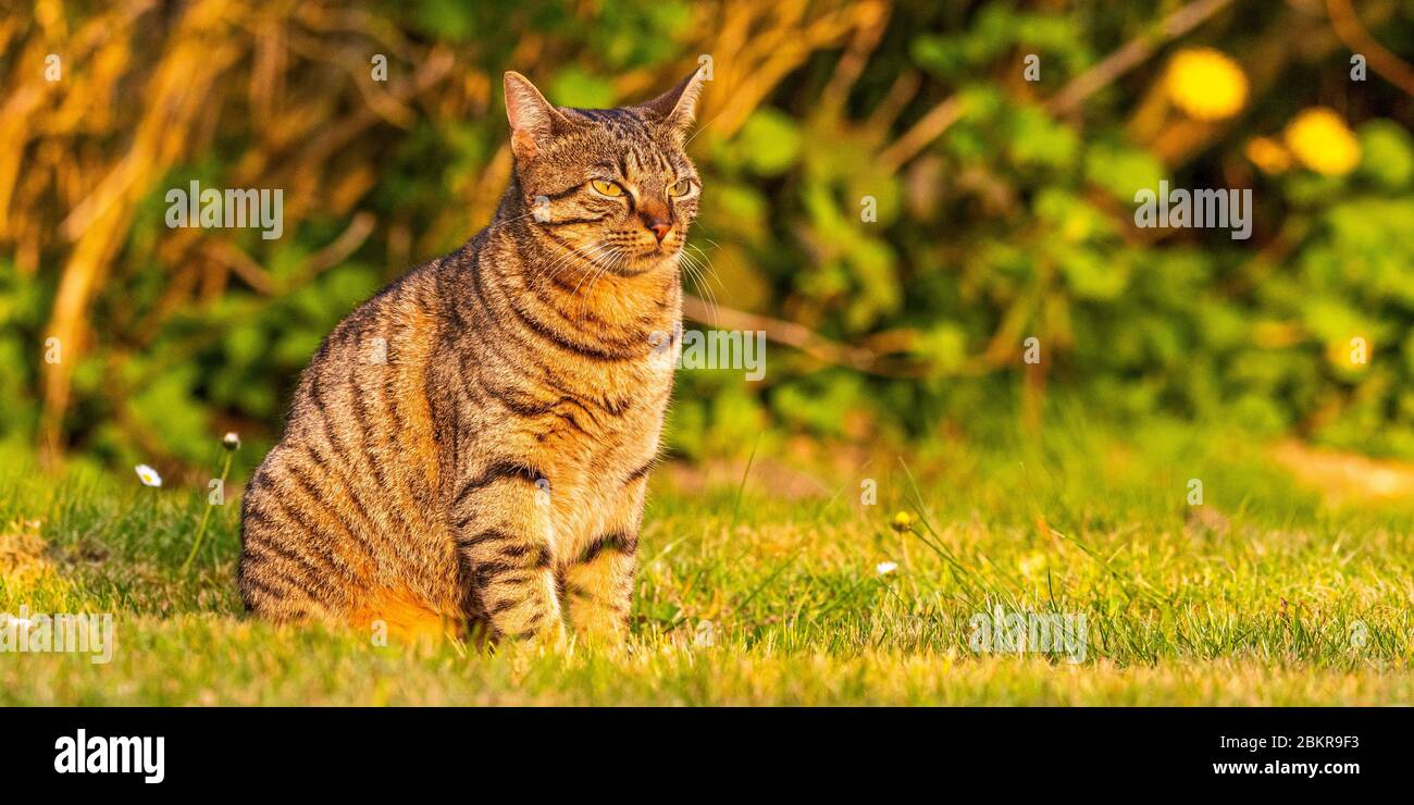 France, Somme (80), Marcheville, Cat (Minette) in the garden Stock ...