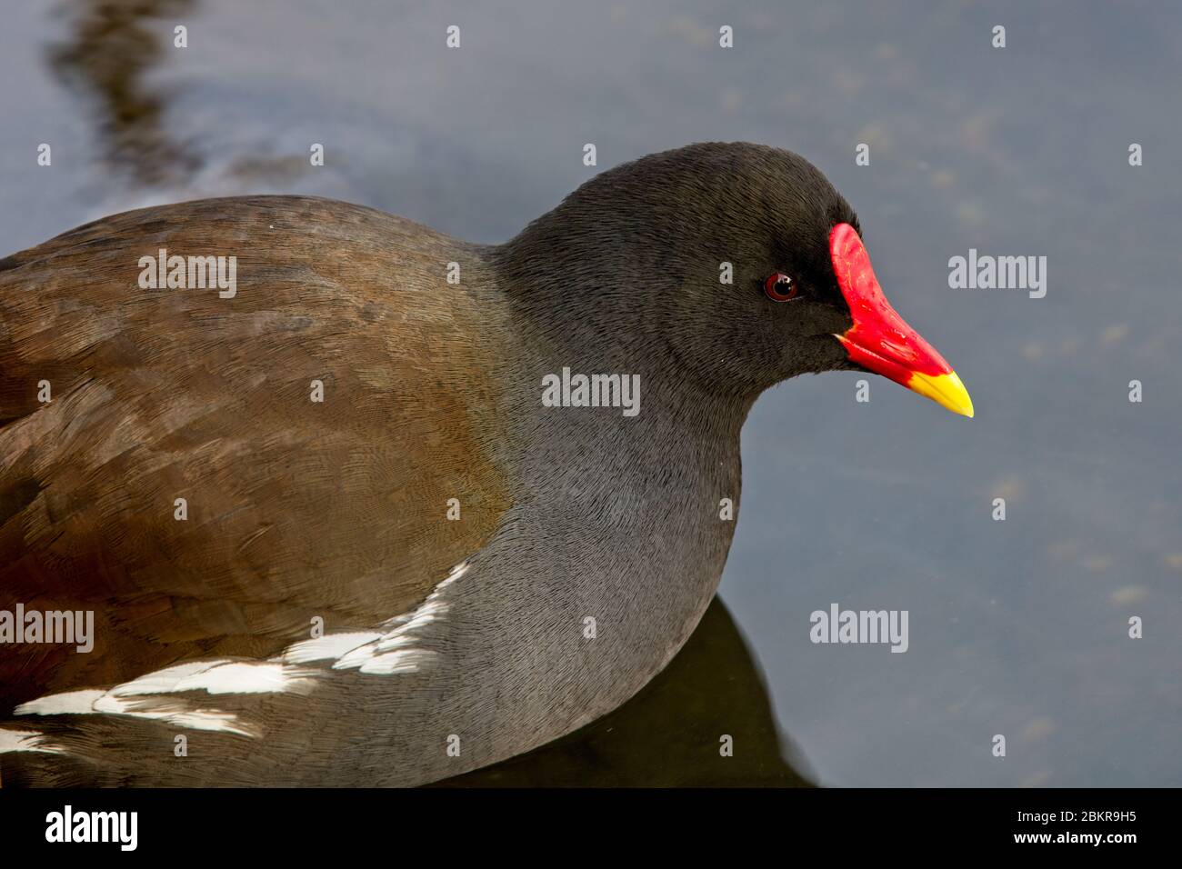 Common Moorhen (Gallinula chloropus), The Serpentine, Kensington ...