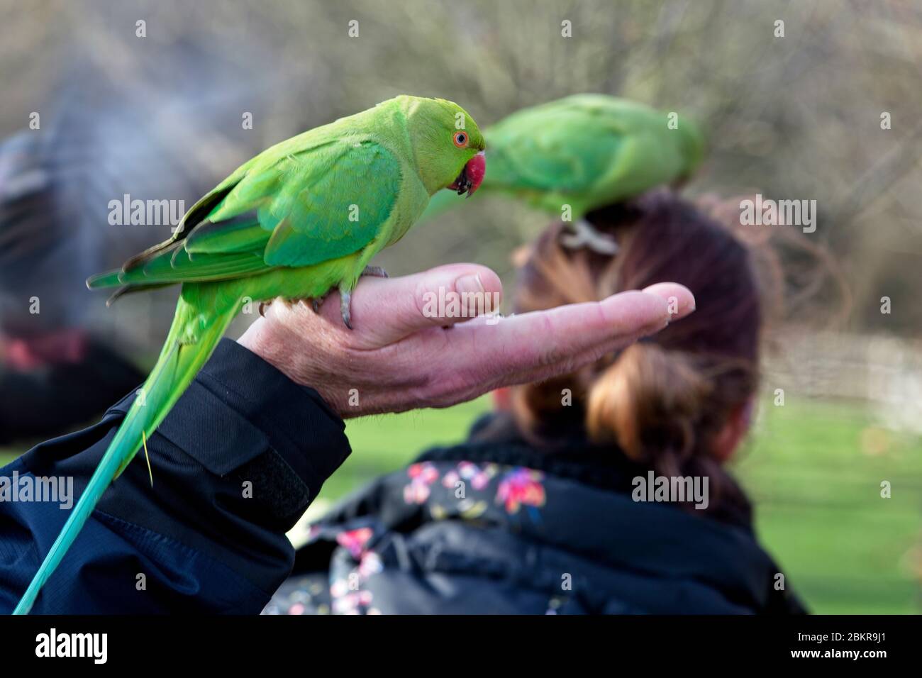 Feeding the Parakeets and Pigeons in Kensington Gardens, London ...