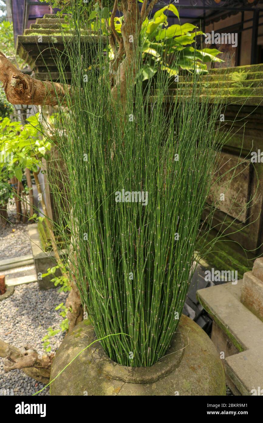 Young ornamental bamboo plant in pot of natural stone. Bunch of young ...