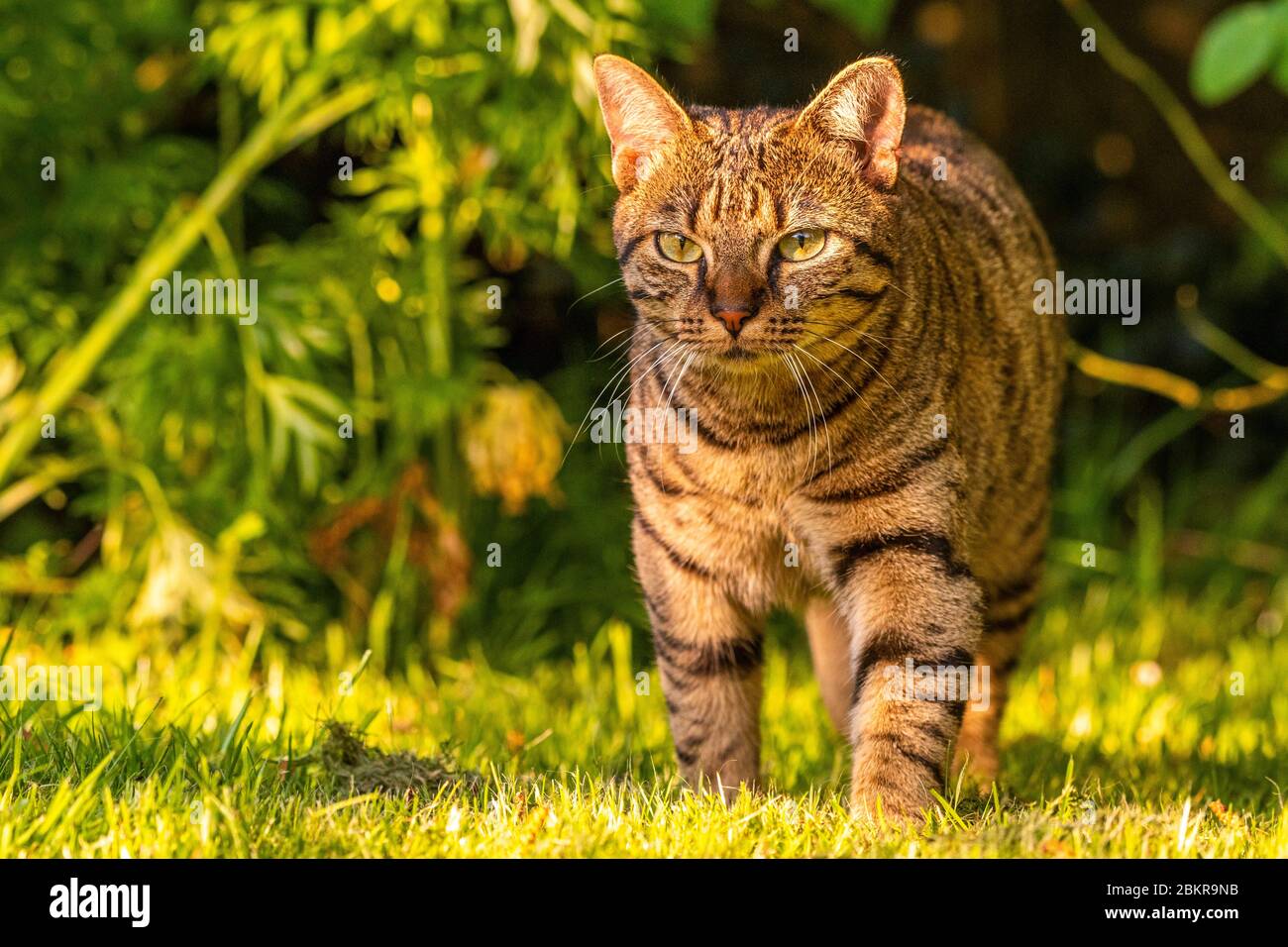 France, Somme (80), Marcheville, Cat (Minette) in the garden Stock ...