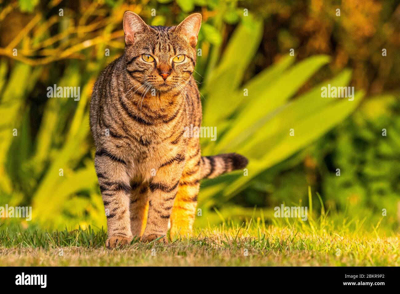 France, Somme (80), Marcheville, Cat (Minette) in the garden Stock ...