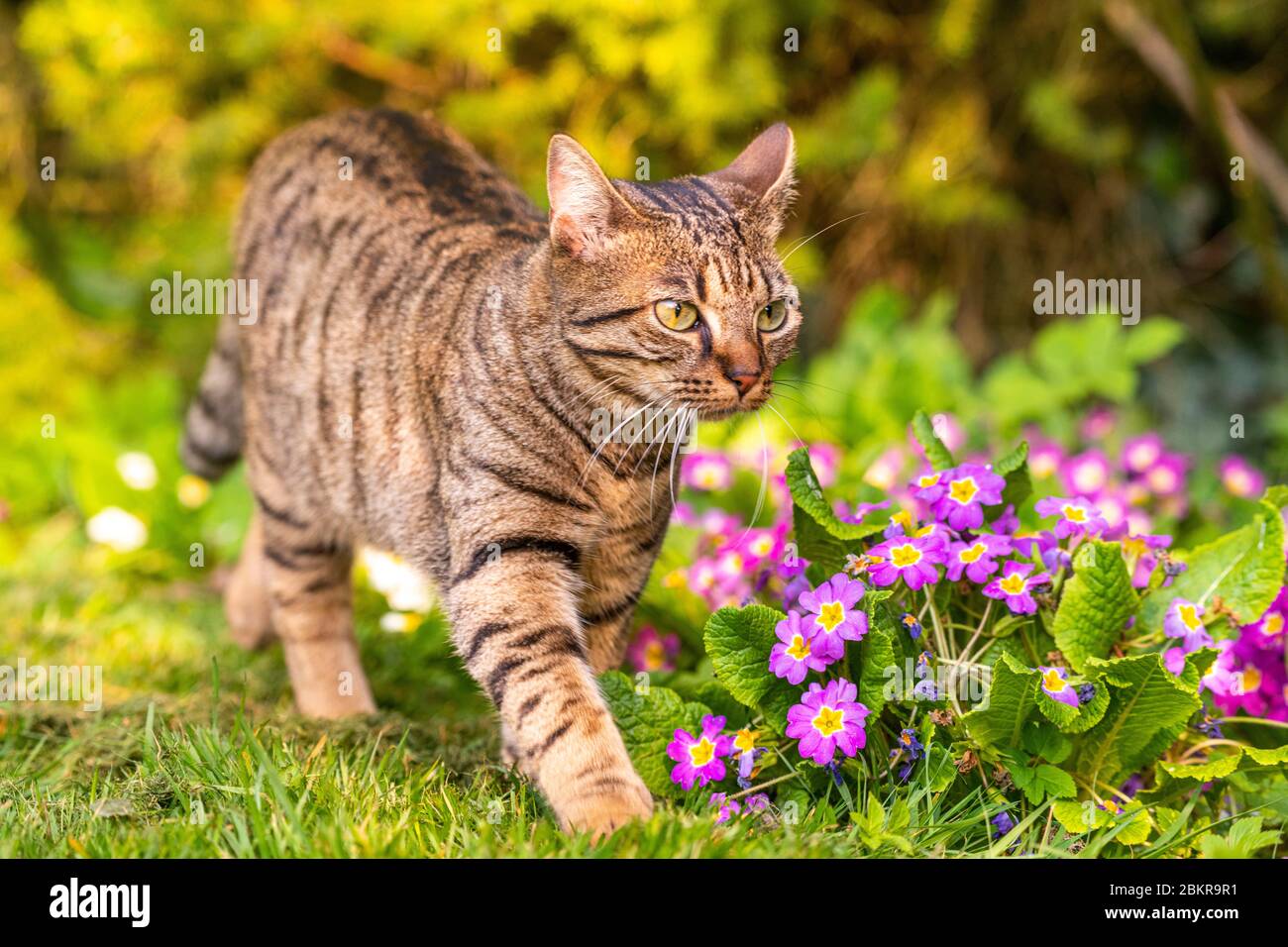France, Somme (80), Marcheville, Cat (Minette) in the garden Stock ...