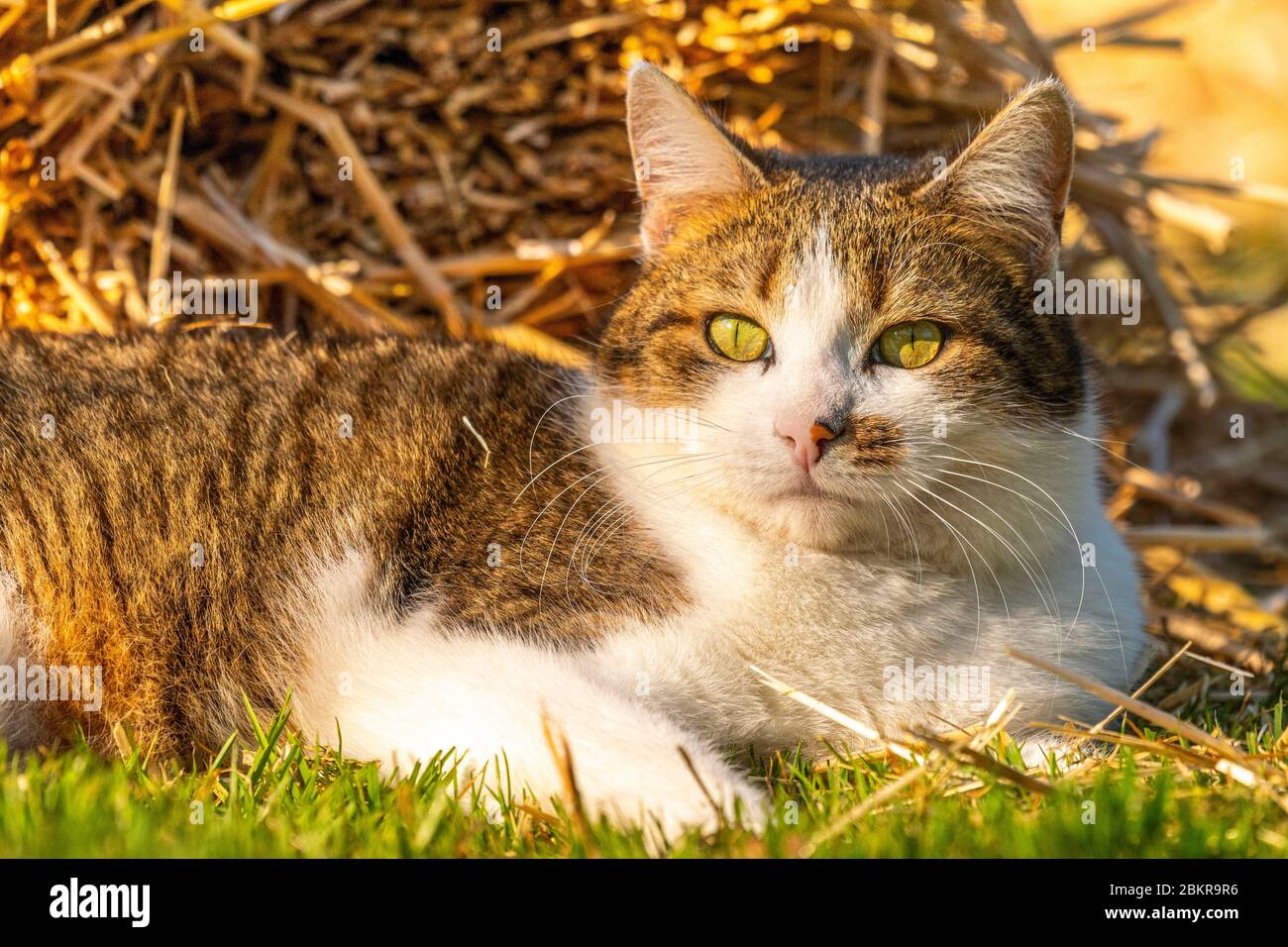 France, Somme (80), Marcheville, Cat (Loulou) in the garden playing ...