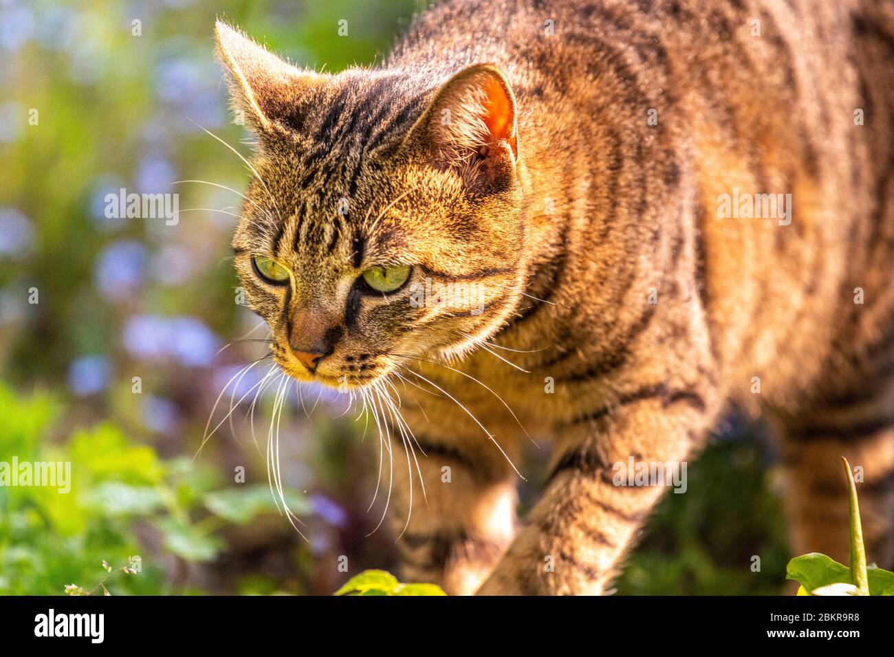 France, Somme (80), Marcheville, Cat (Minette) in the garden Stock ...